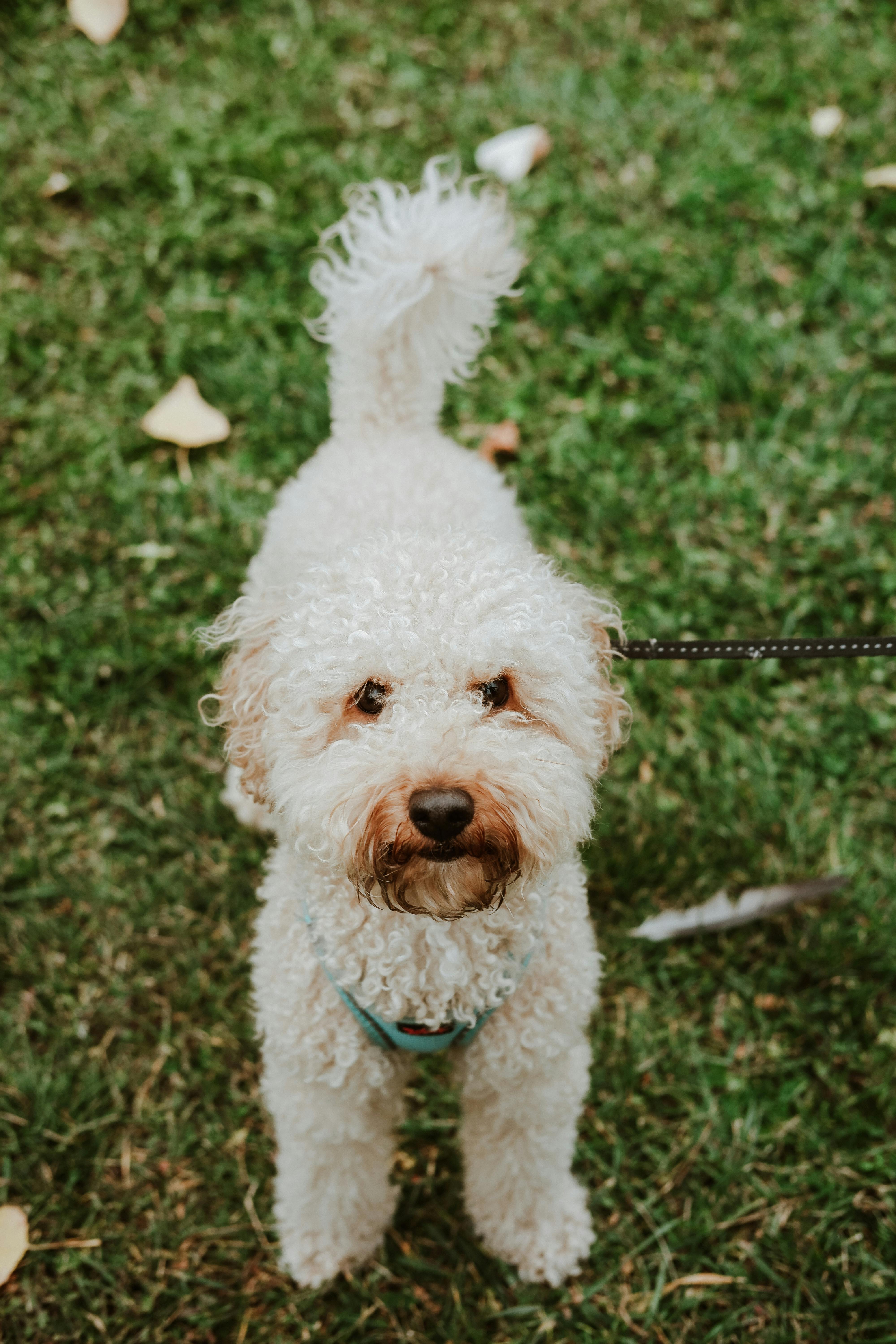 Portrait of a White Labradoodle Standing on the Grass · Free Stock Photo