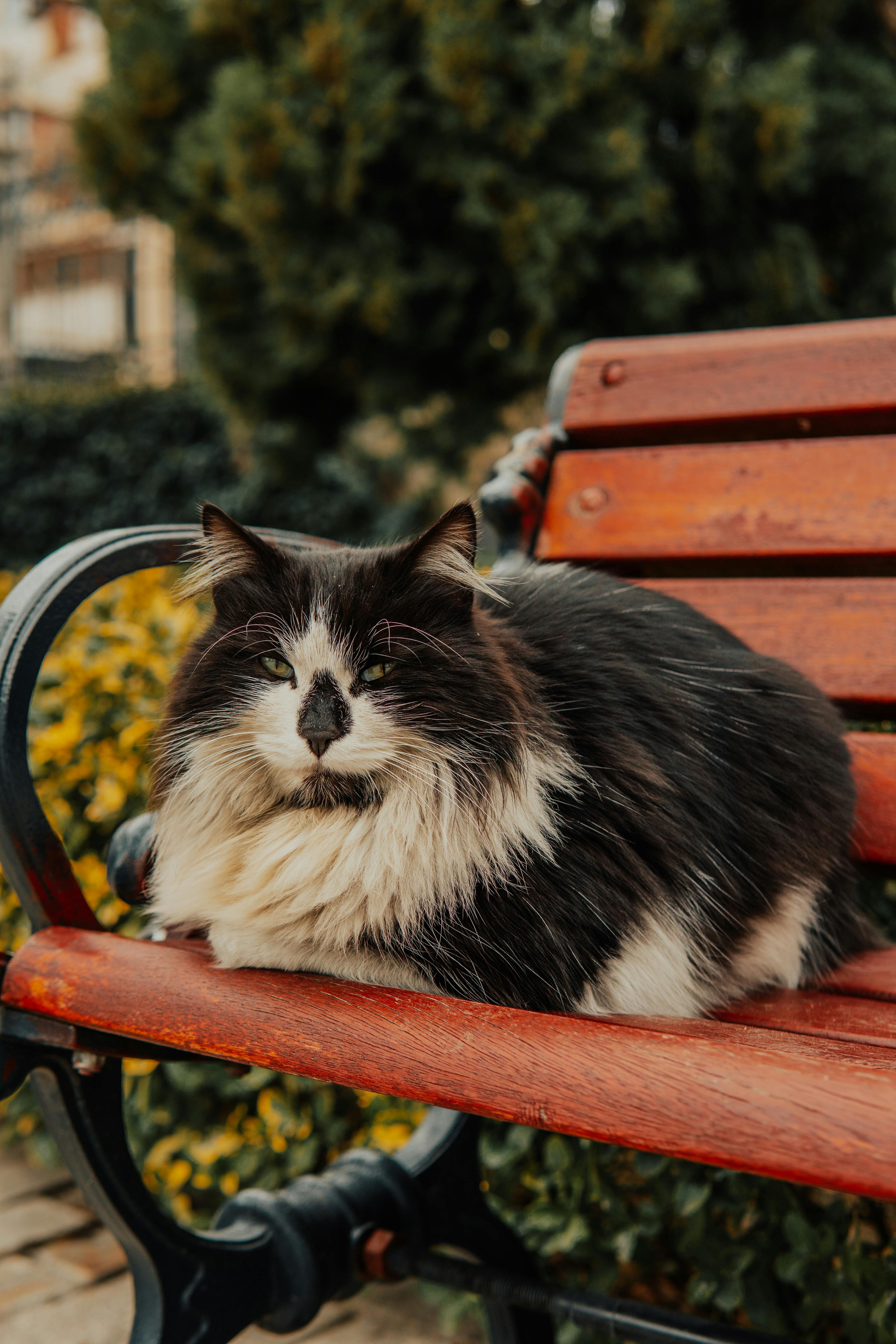 Cat on Bench · Free Stock Photo