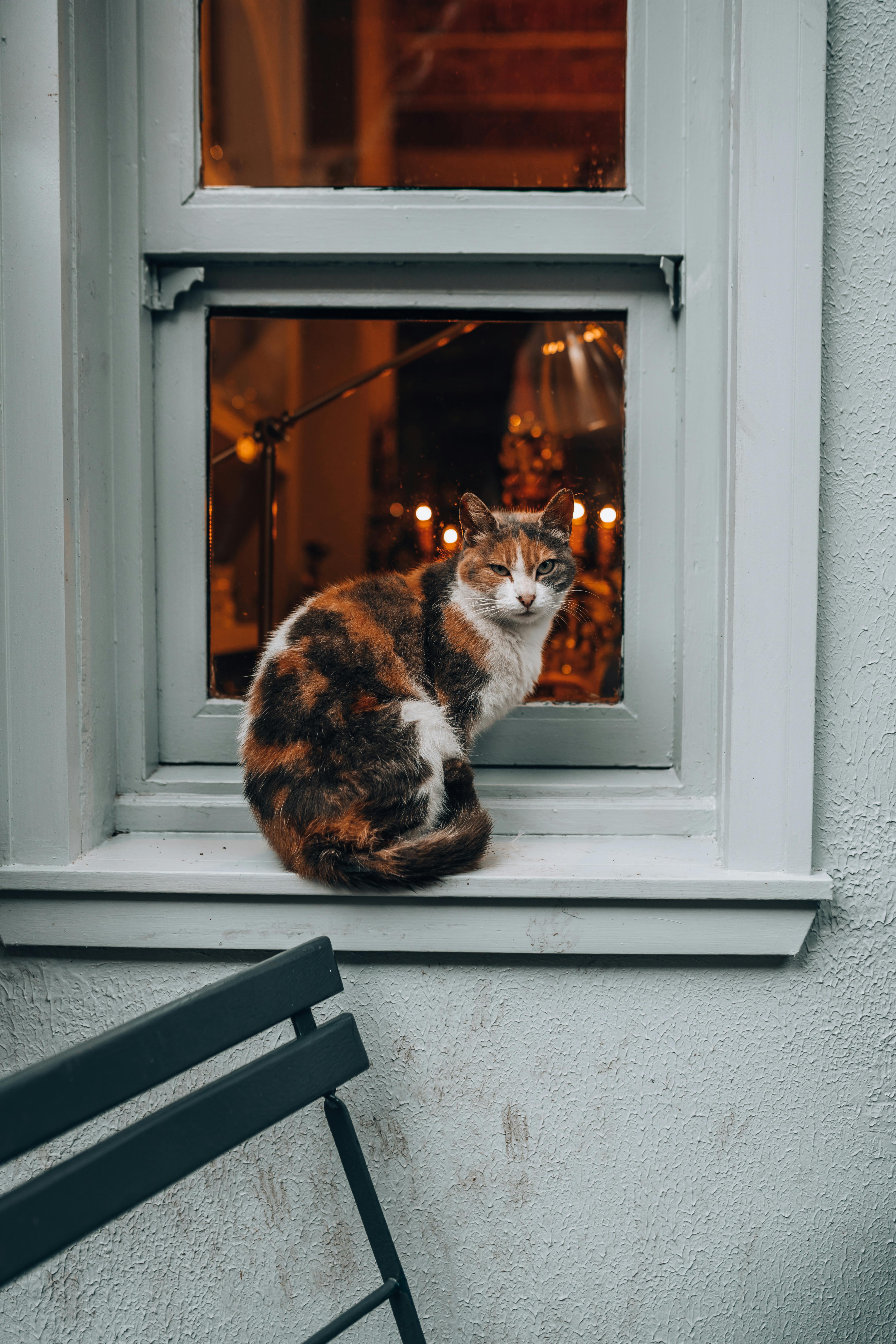 cat windows · Free Stock Photo