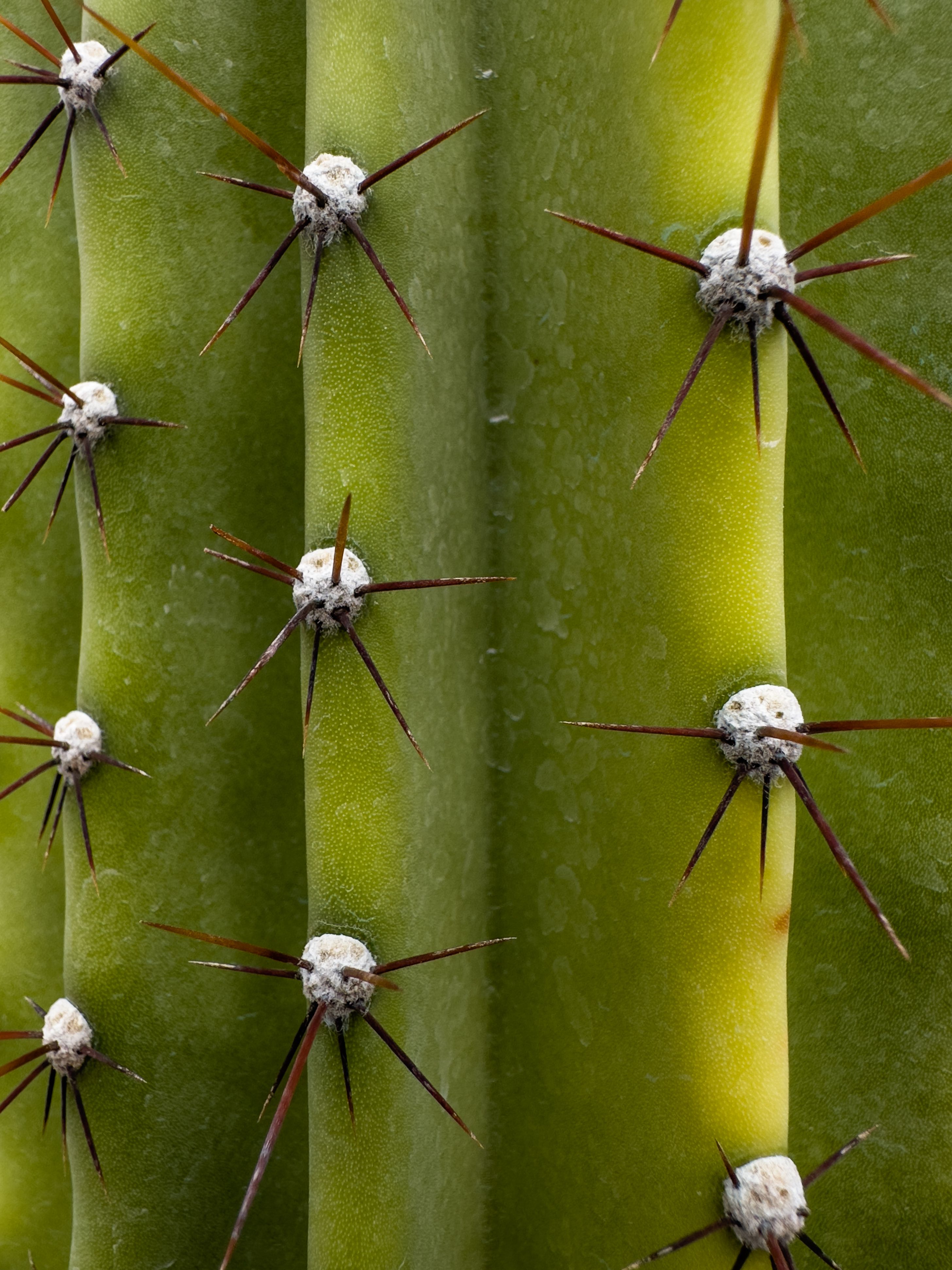 Close-up of Cactus Needles · Free Stock Photo