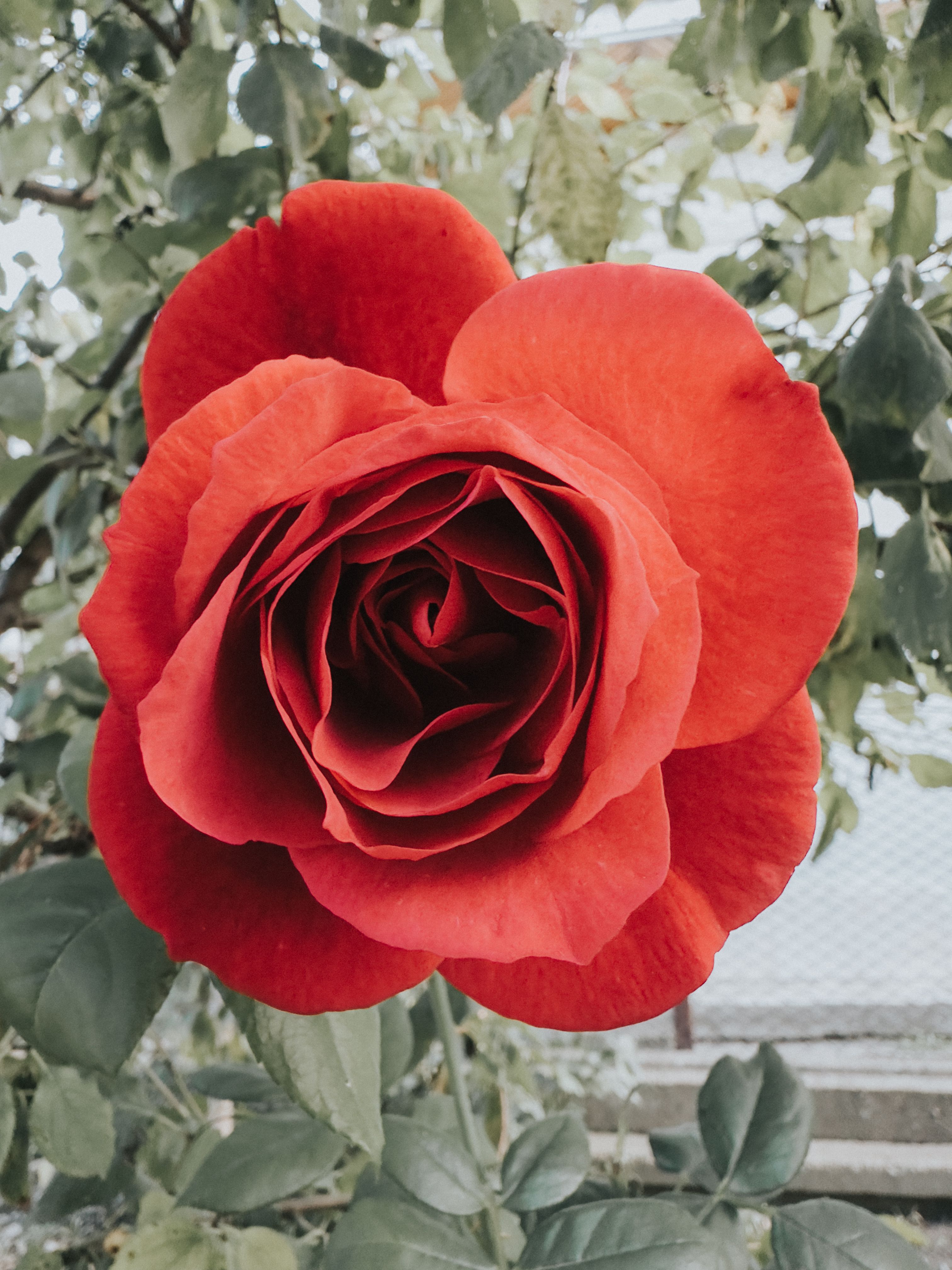 Red Rose in Close Up · Free Stock Photo