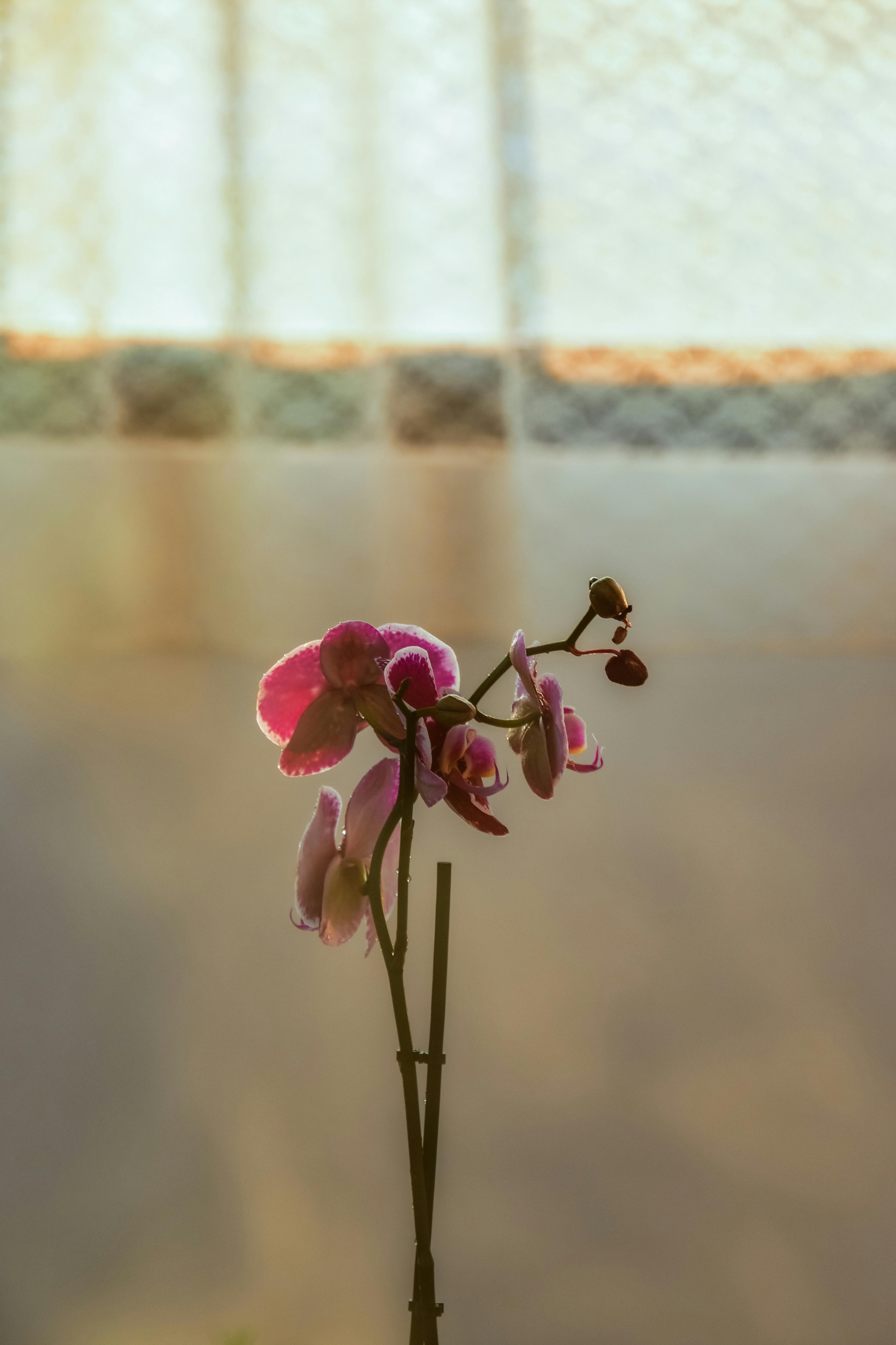 Metal Decoration in Fading Pink Peonies · Free Stock Photo