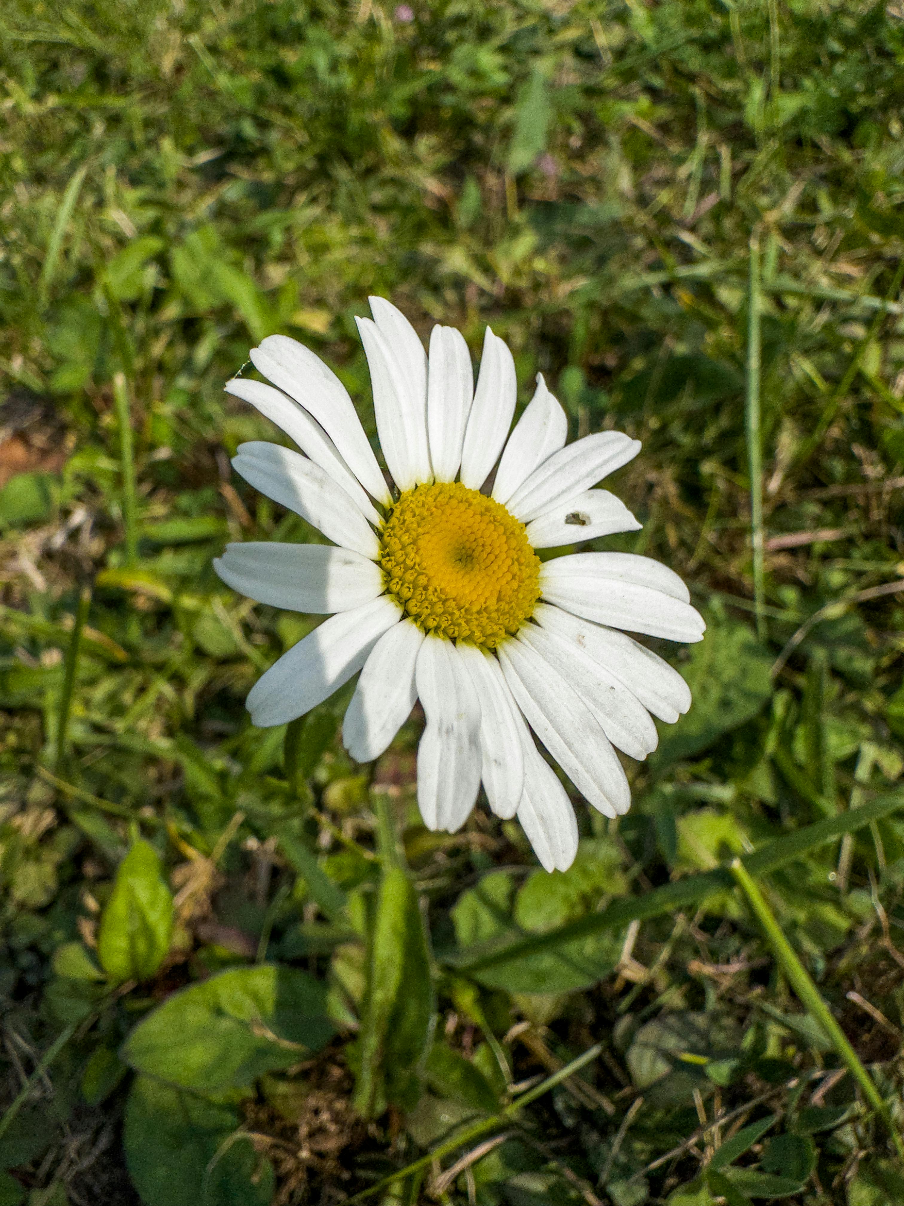 Close-up of a Daisy · Free Stock Photo