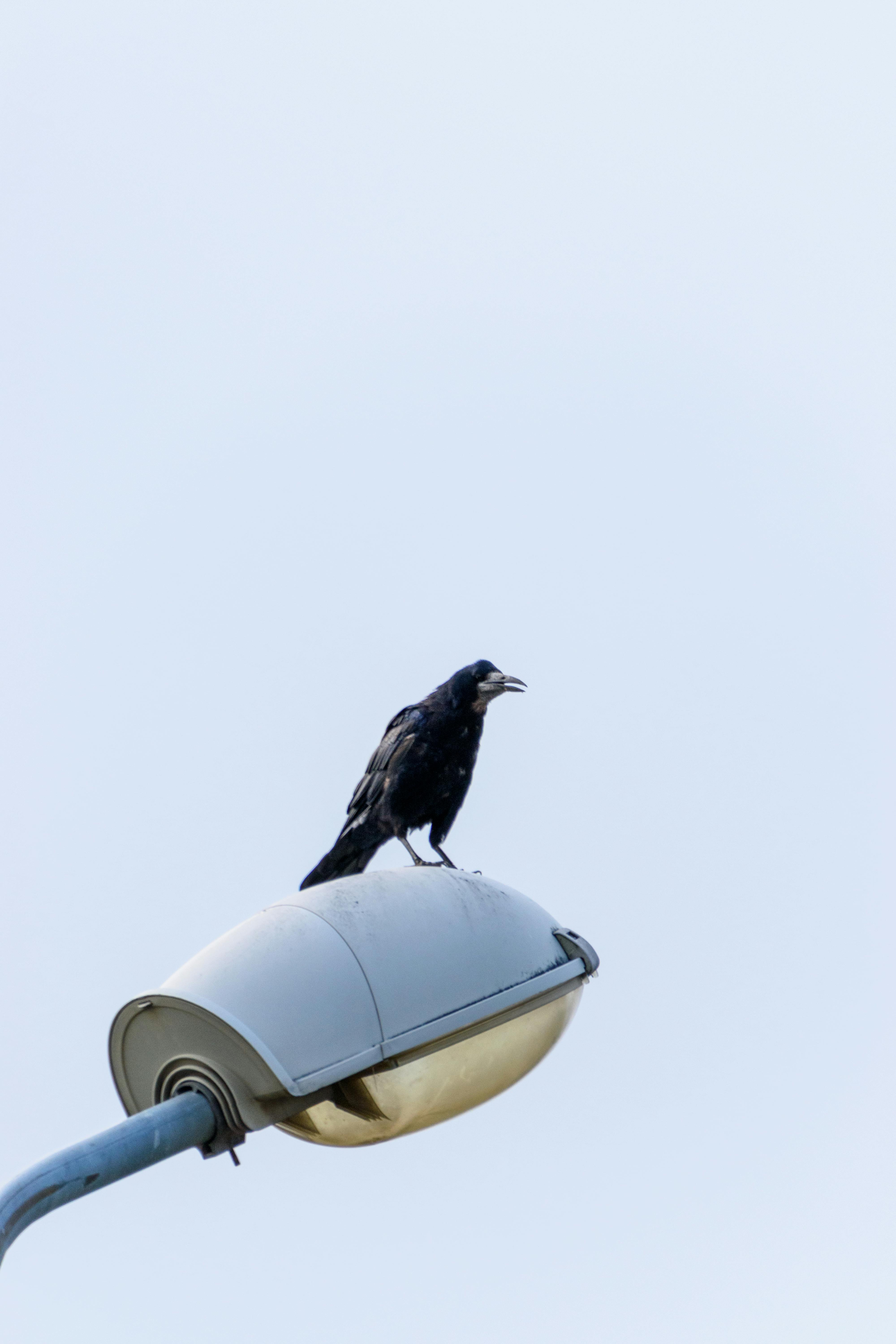 Sky Crow Photos, Download The BEST Free Sky Crow Stock Photos & HD Images