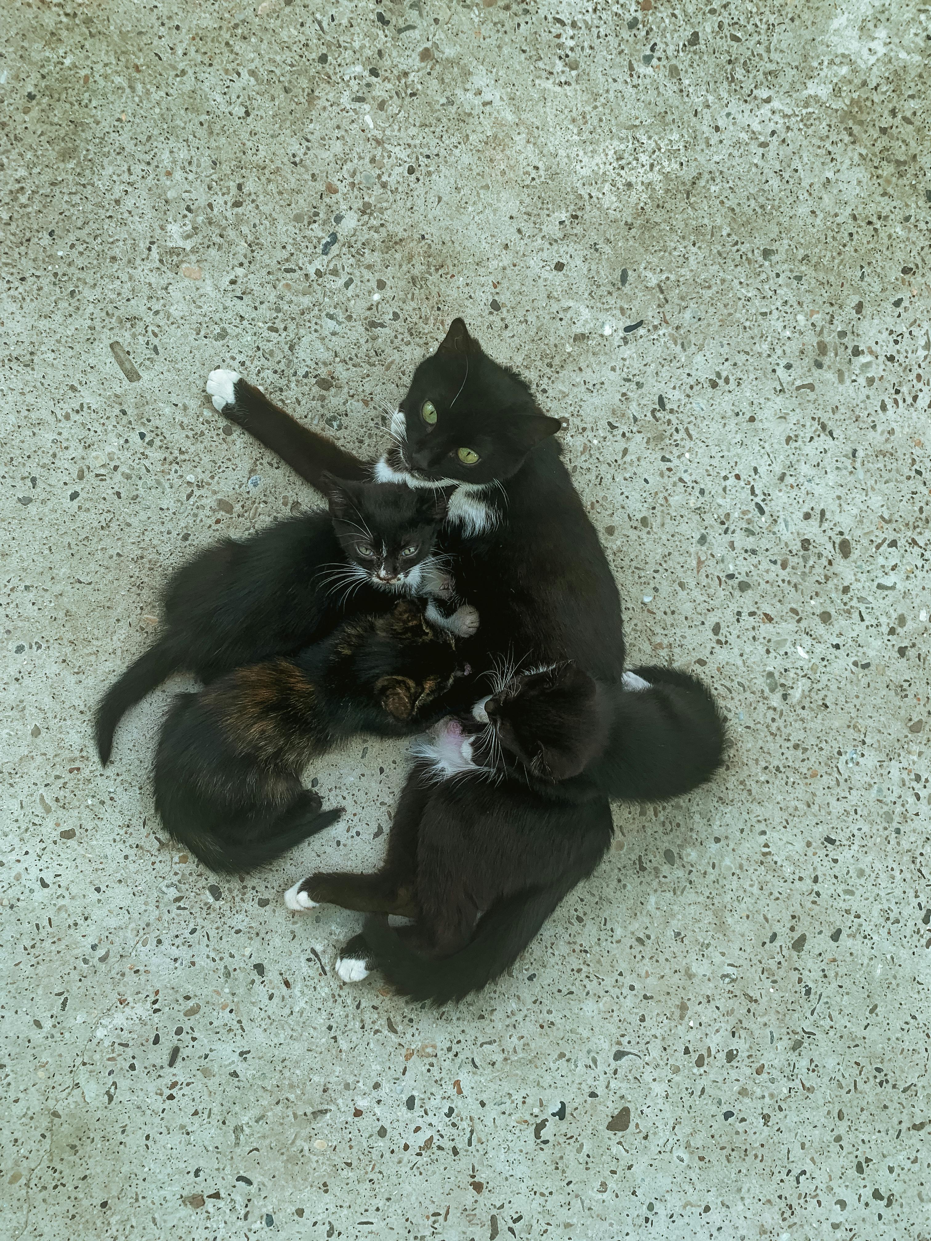 Cat Mom and her Kittens · Free Stock Photo