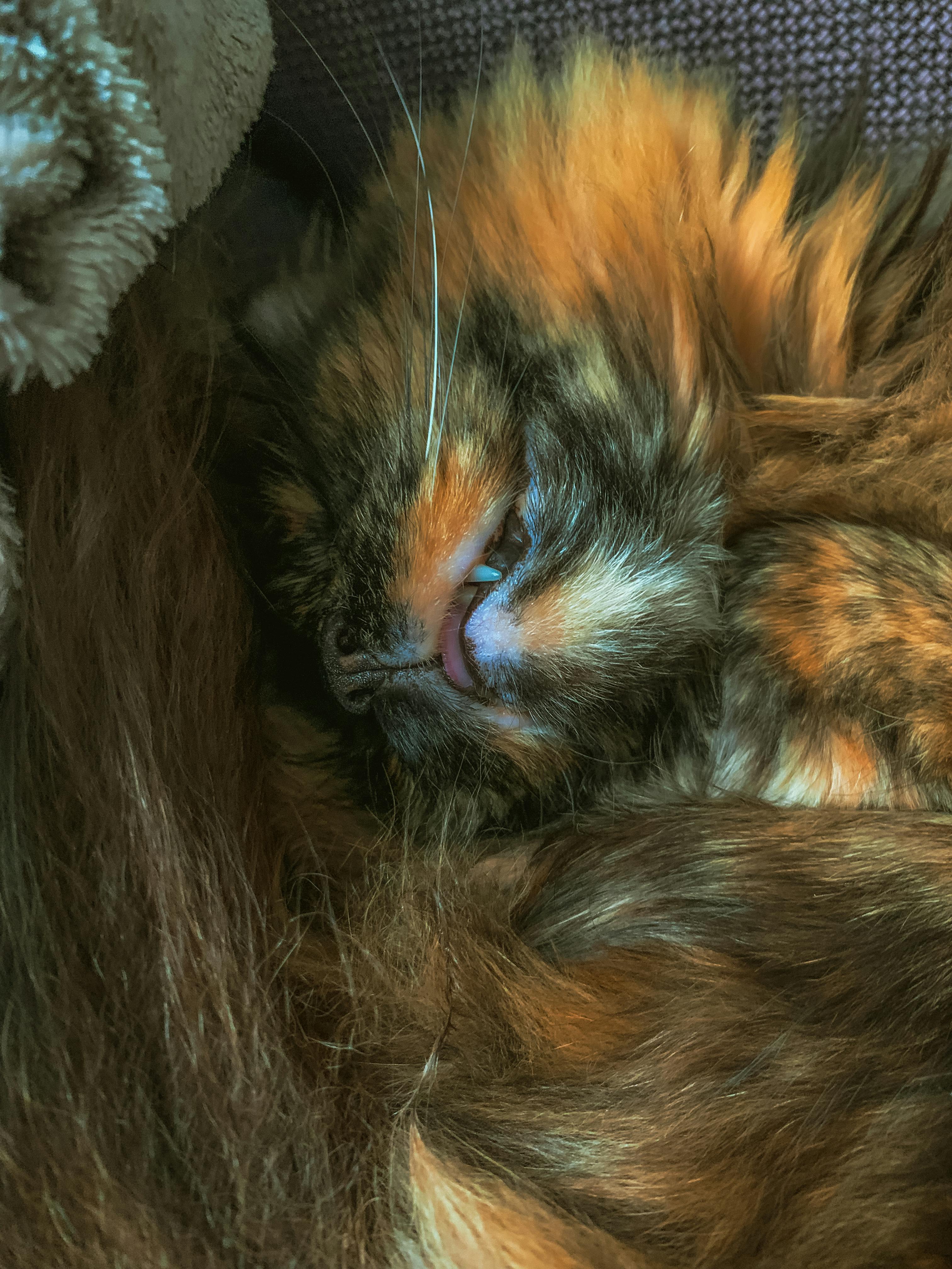 Cat Leadership Photos, Download The BEST Free Cat Leadership Stock ...