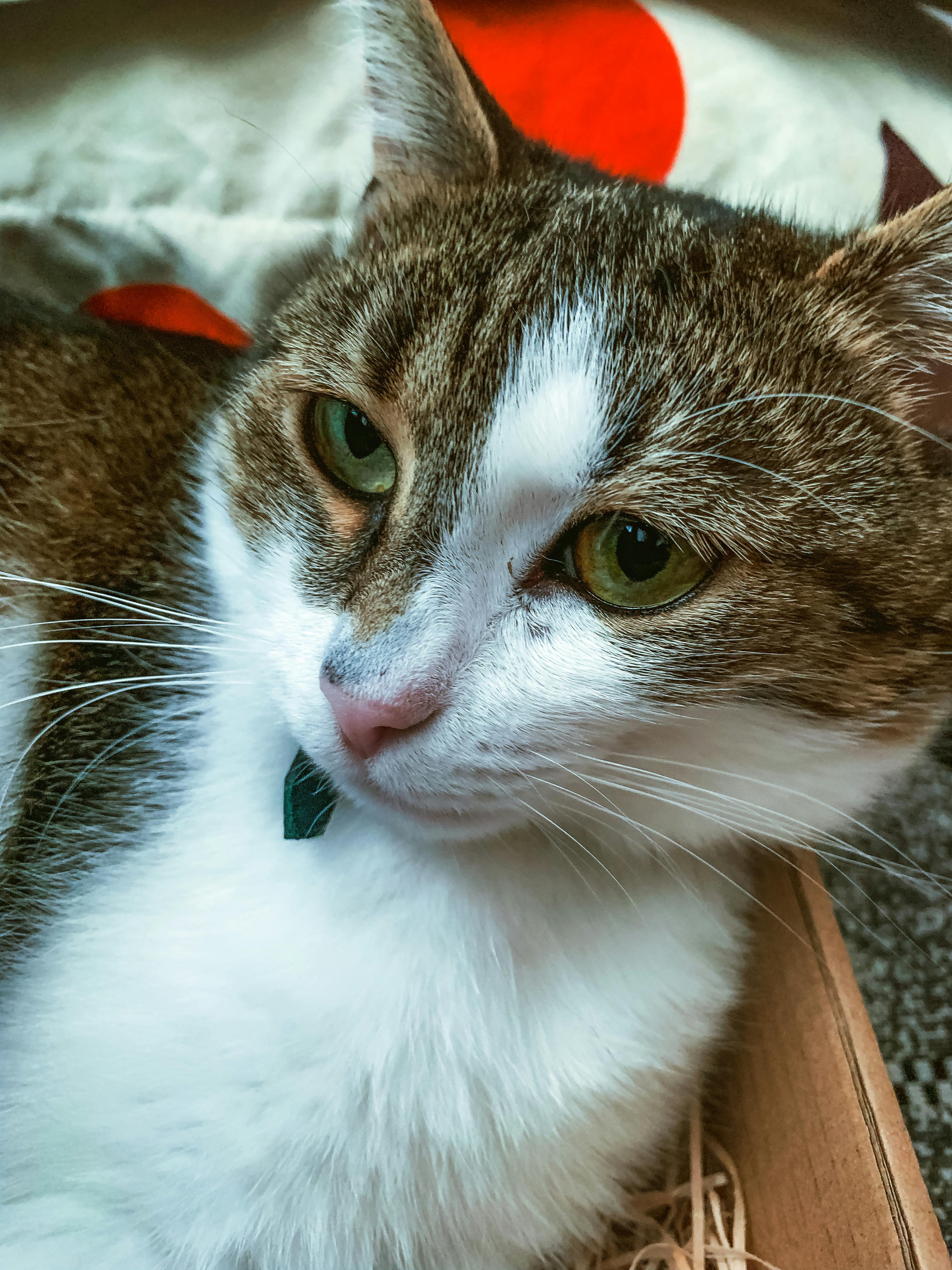 Cat behind Window · Free Stock Photo