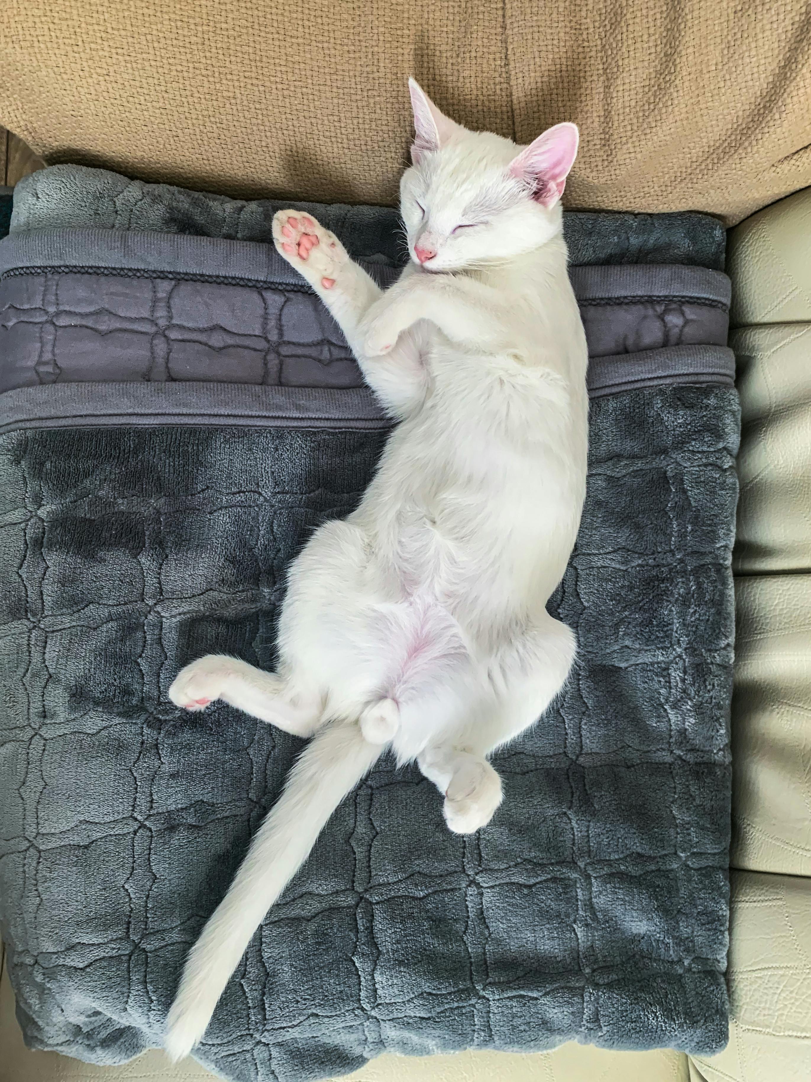 Sleeping White Cat · Free Stock Photo