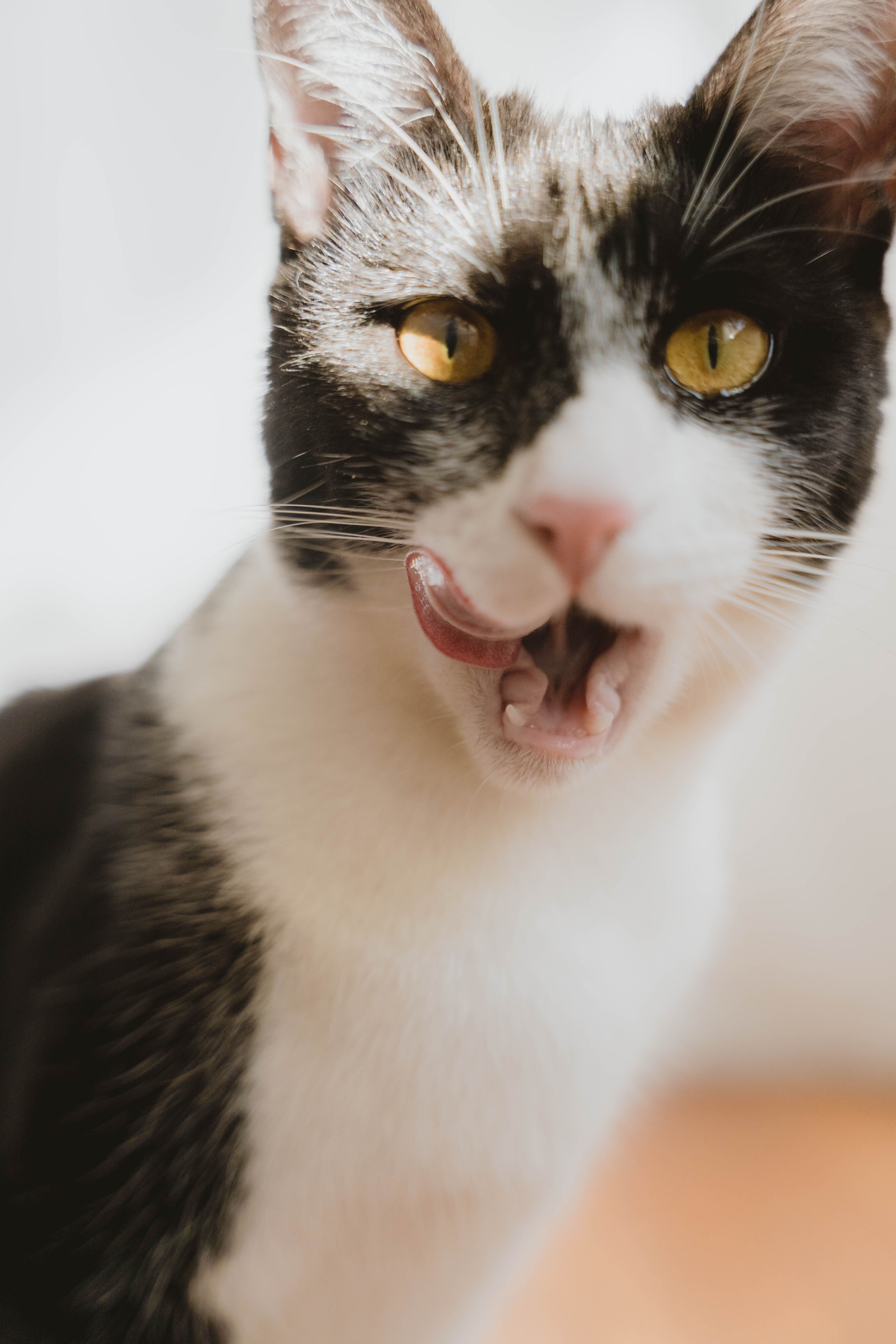 Cat with Mouth Open · Free Stock Photo