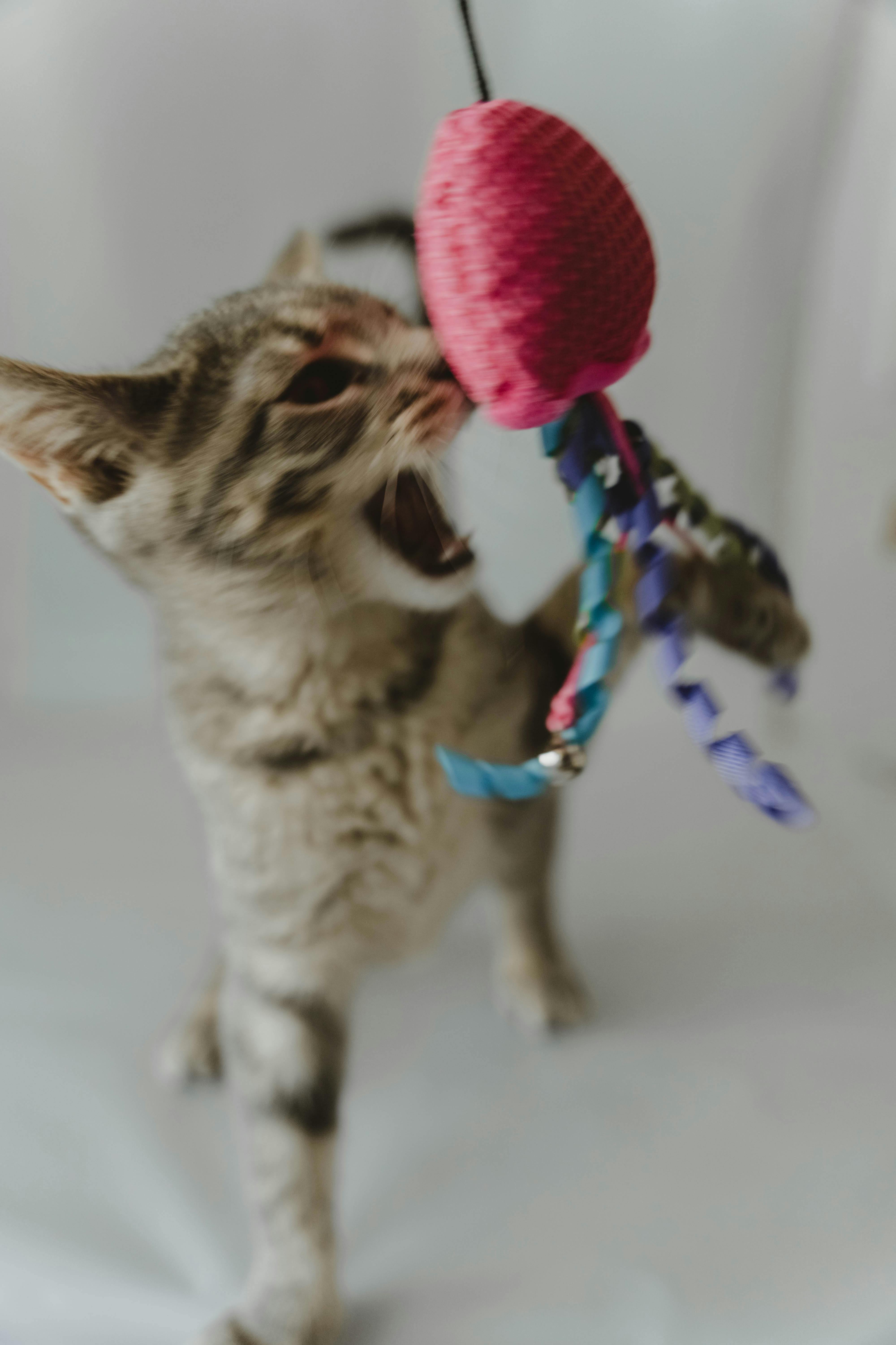 Cat Playing with Toy · Free Stock Photo