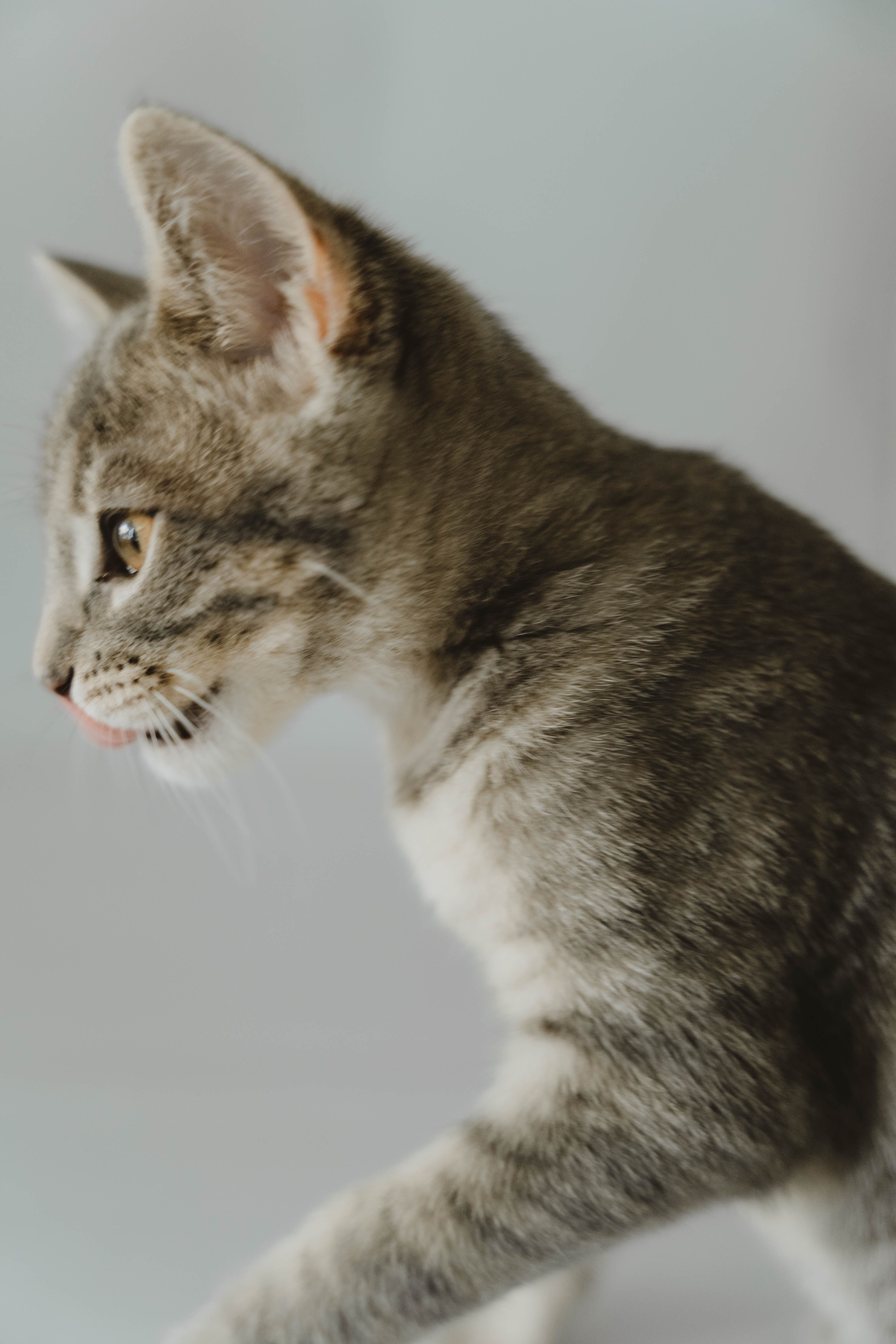 Cat Deskbook Background Photos, Download The BEST Free Cat Deskbook ...