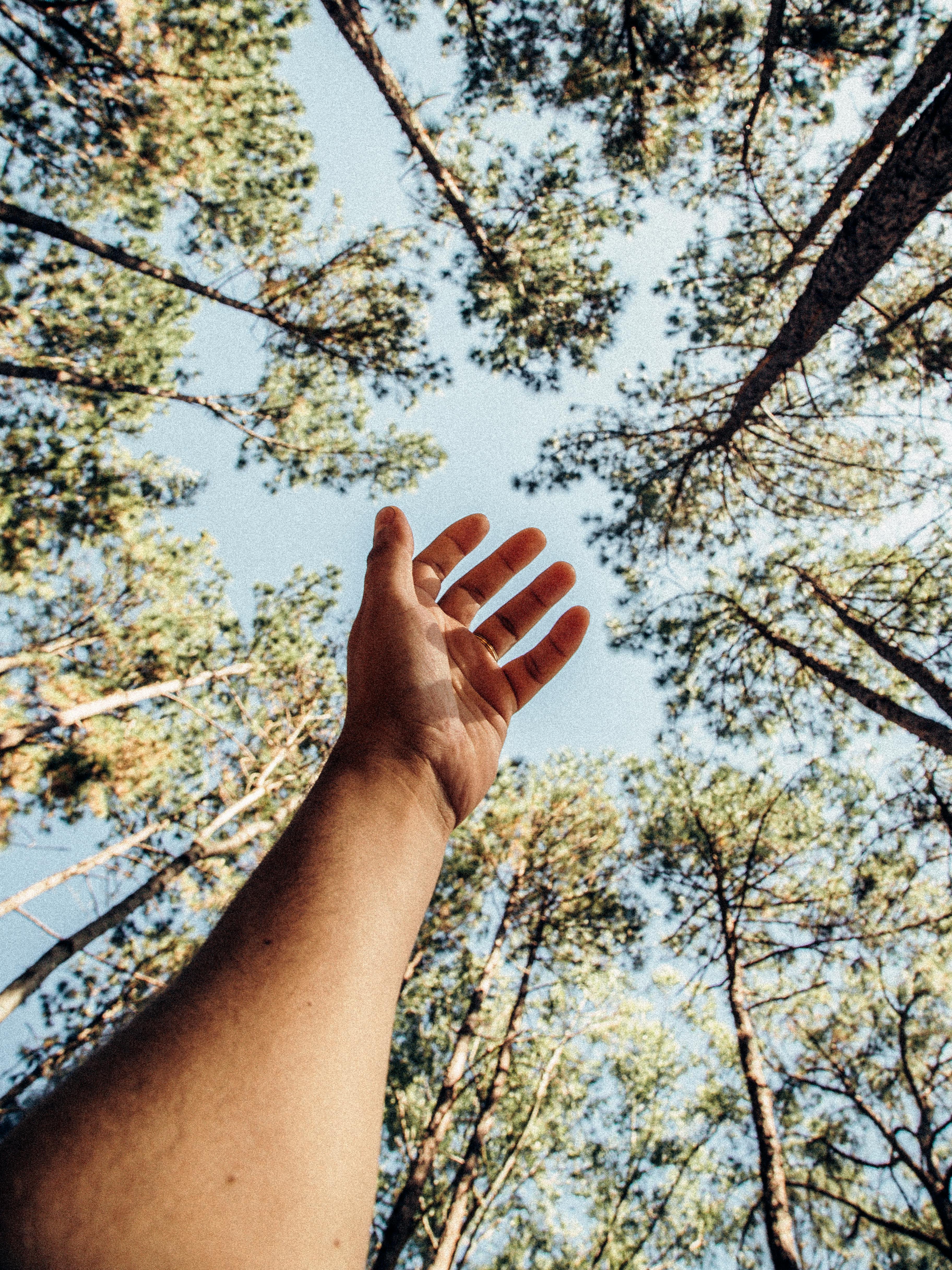 Hand in Air in Forest · Free Stock Photo