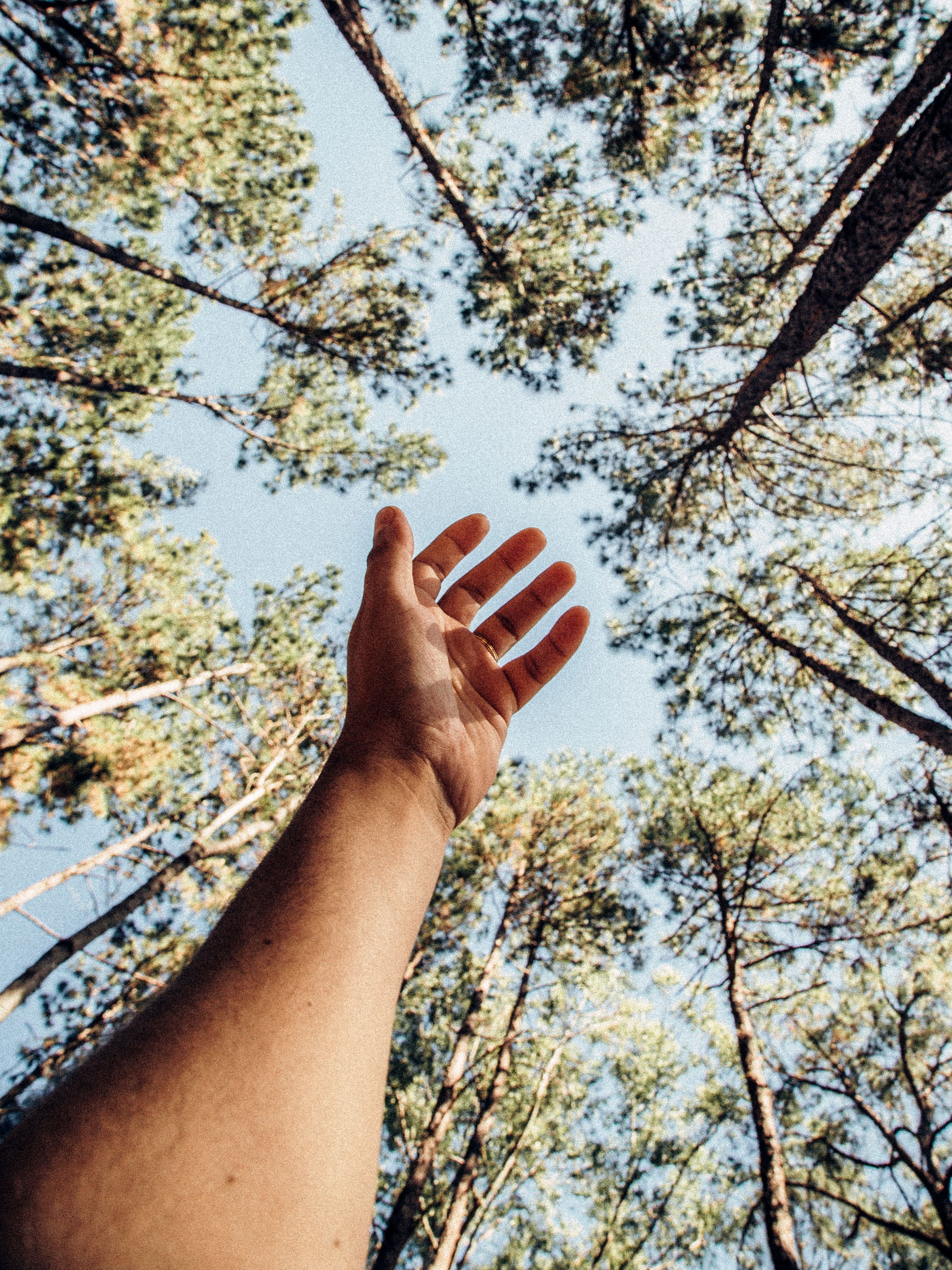 Hand in Air in Forest · Free Stock Photo