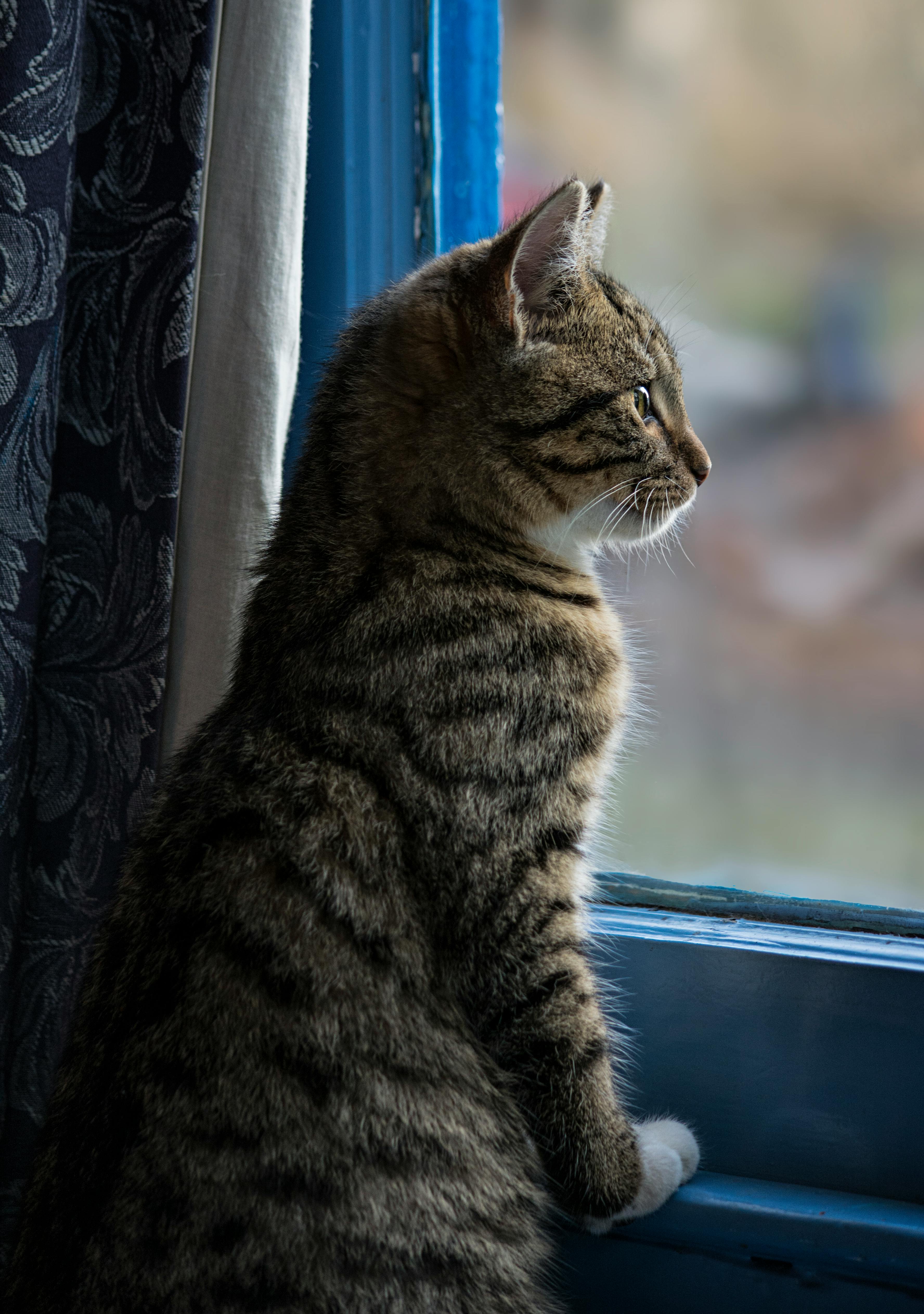 Cute Cat Looking in Window · Free Stock Photo