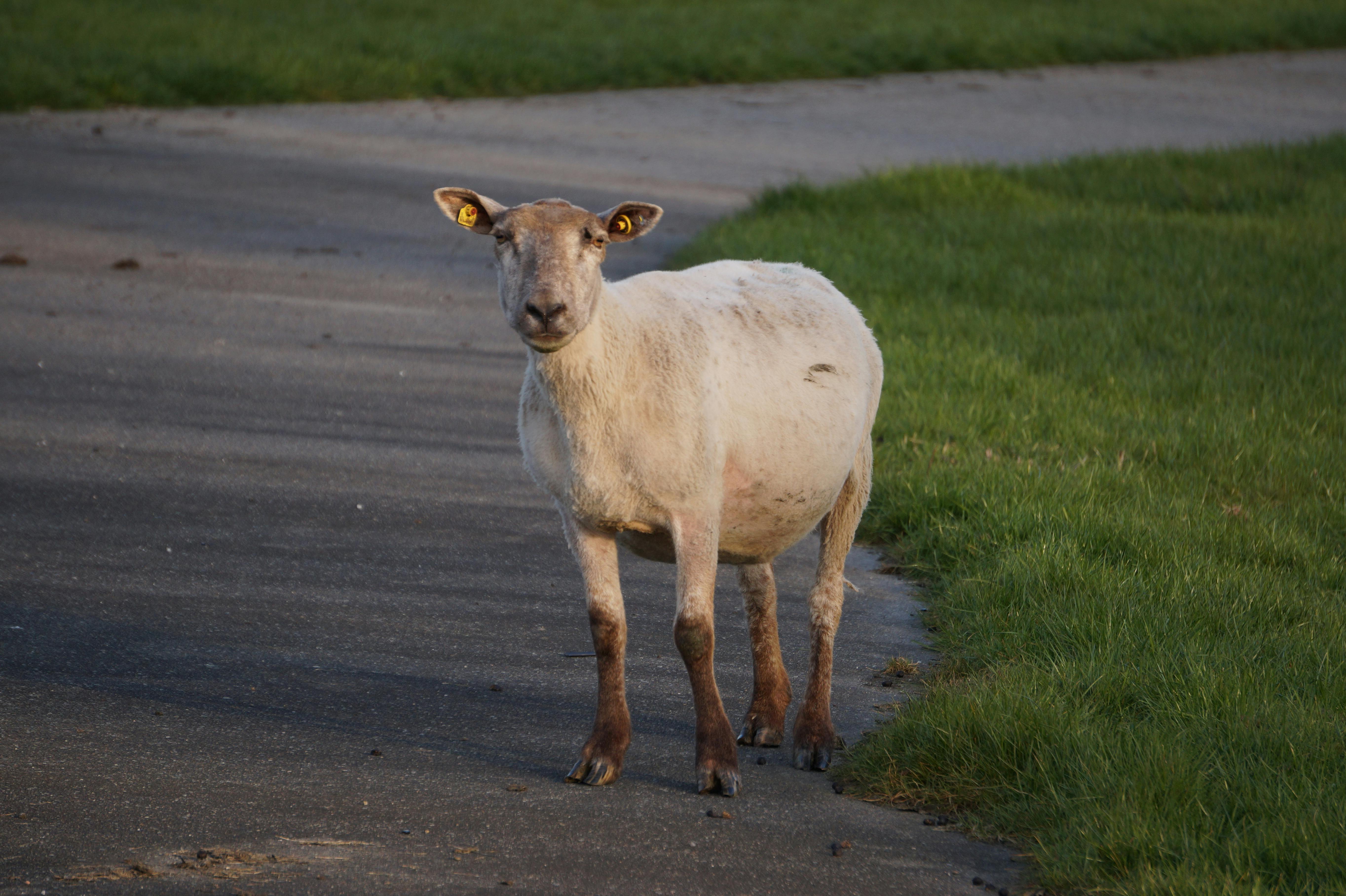 Lamb on Road · Free Stock Photo