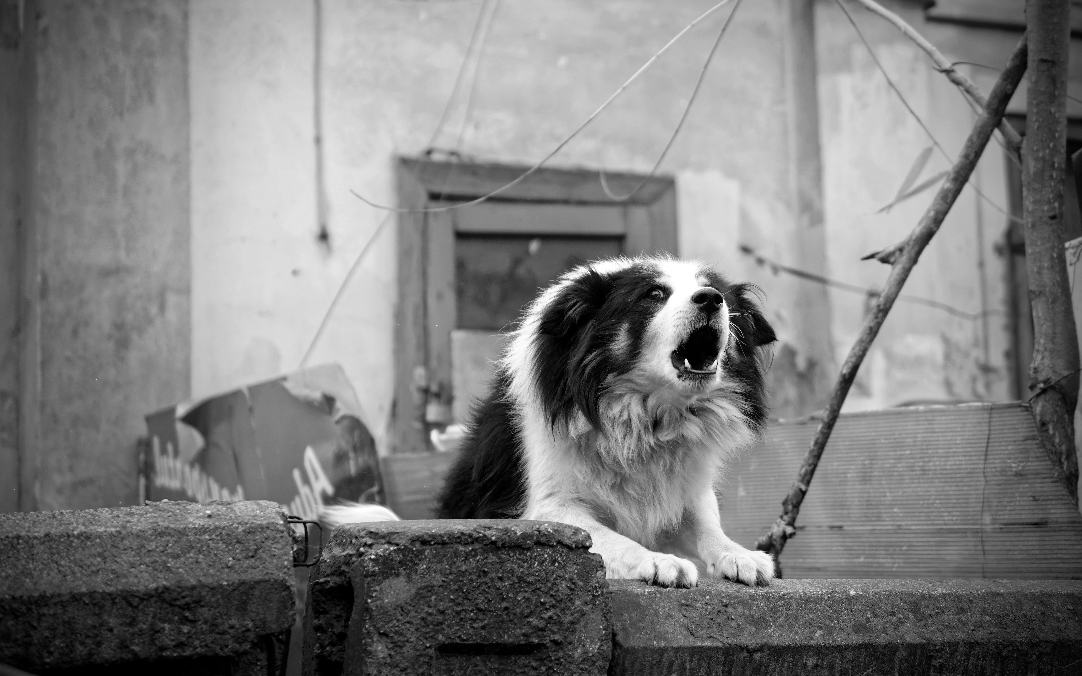 250+ Beautiful Barking Photos Pexels · Free Stock Photos