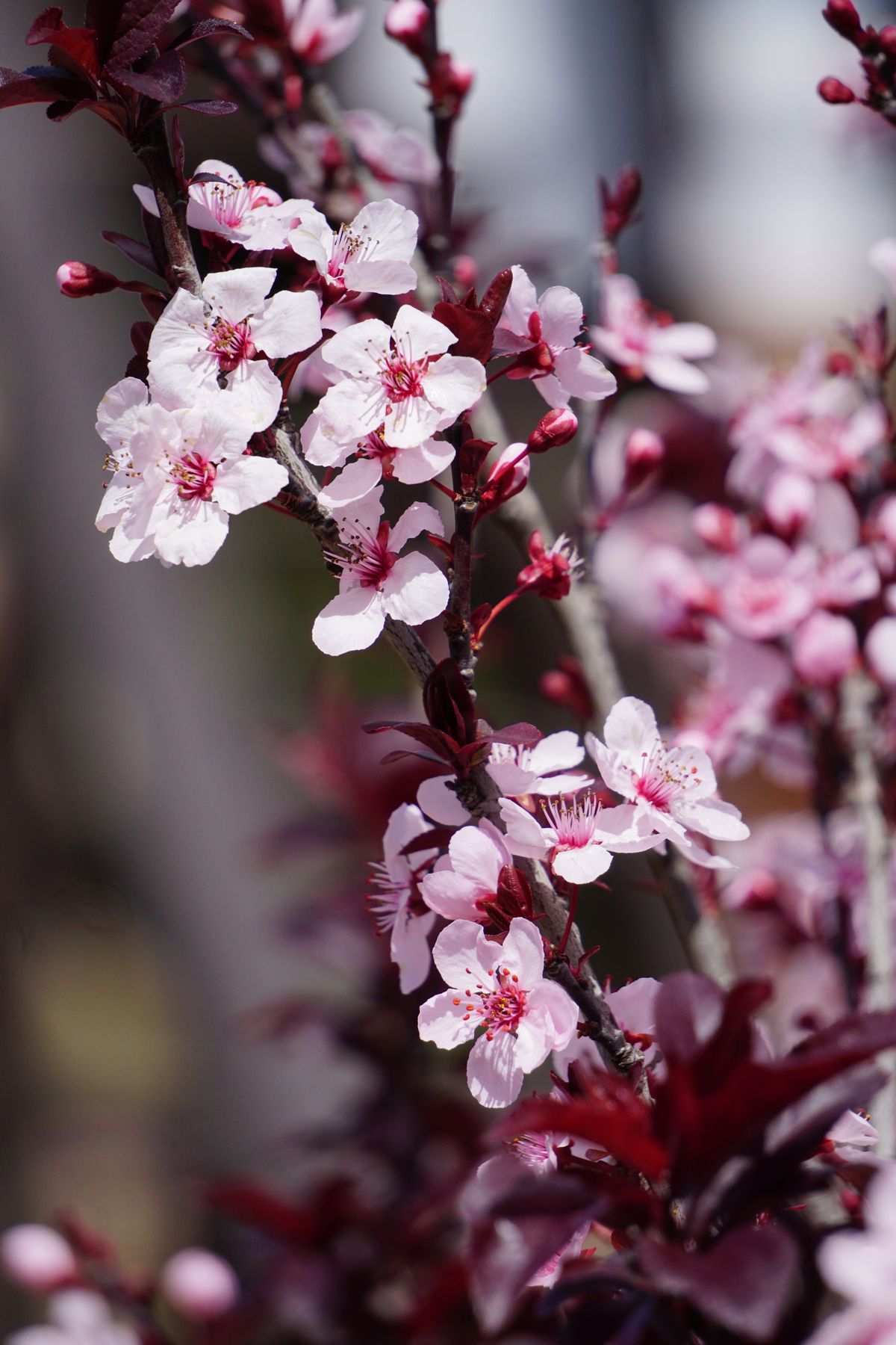 Closeup Of Cherry Blossoms In Nature Photos, Download The BEST Free ...