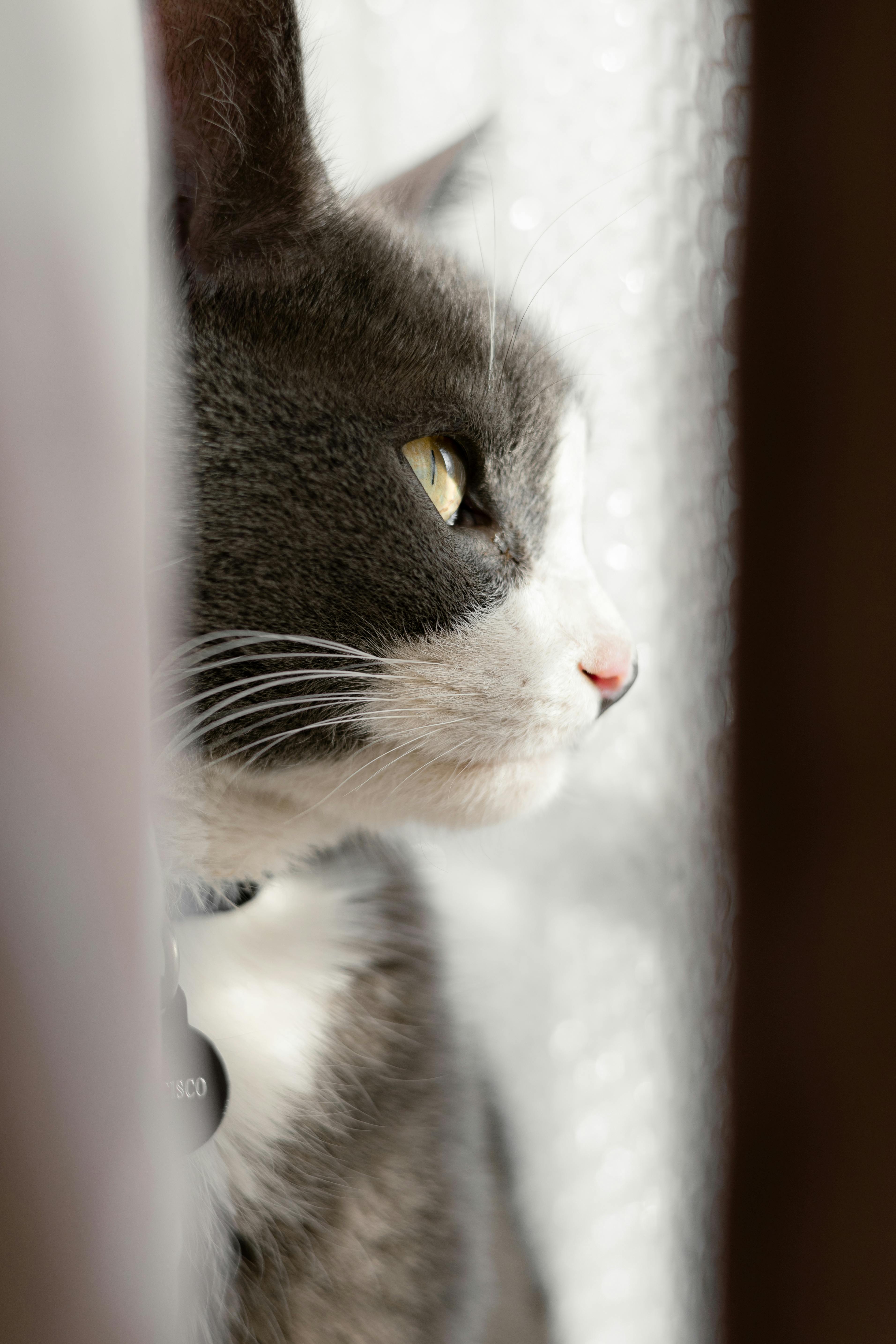 Close up of Cat Head · Free Stock Photo
