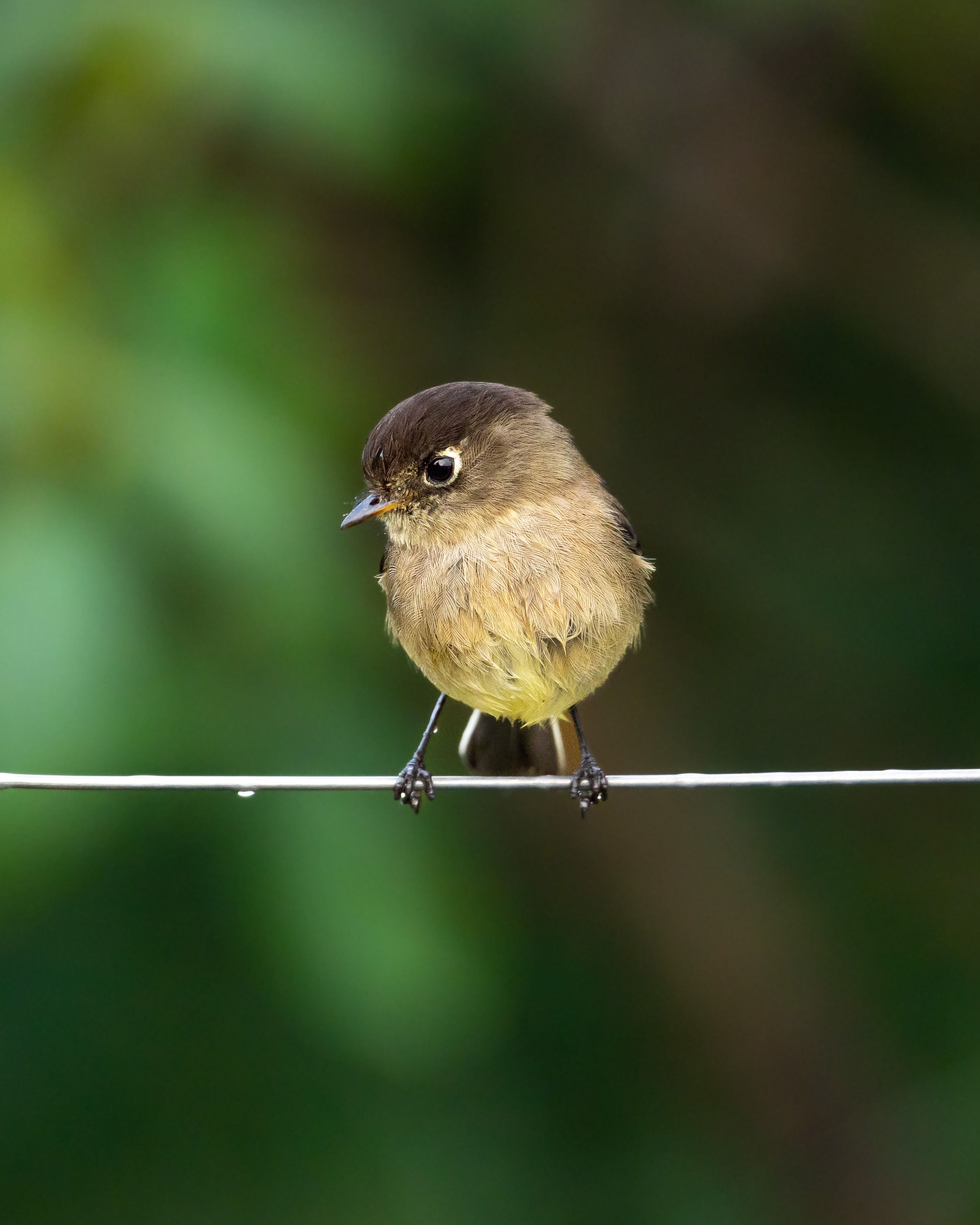 Black-capped Flycatcher Perching on Line · Free Stock Photo