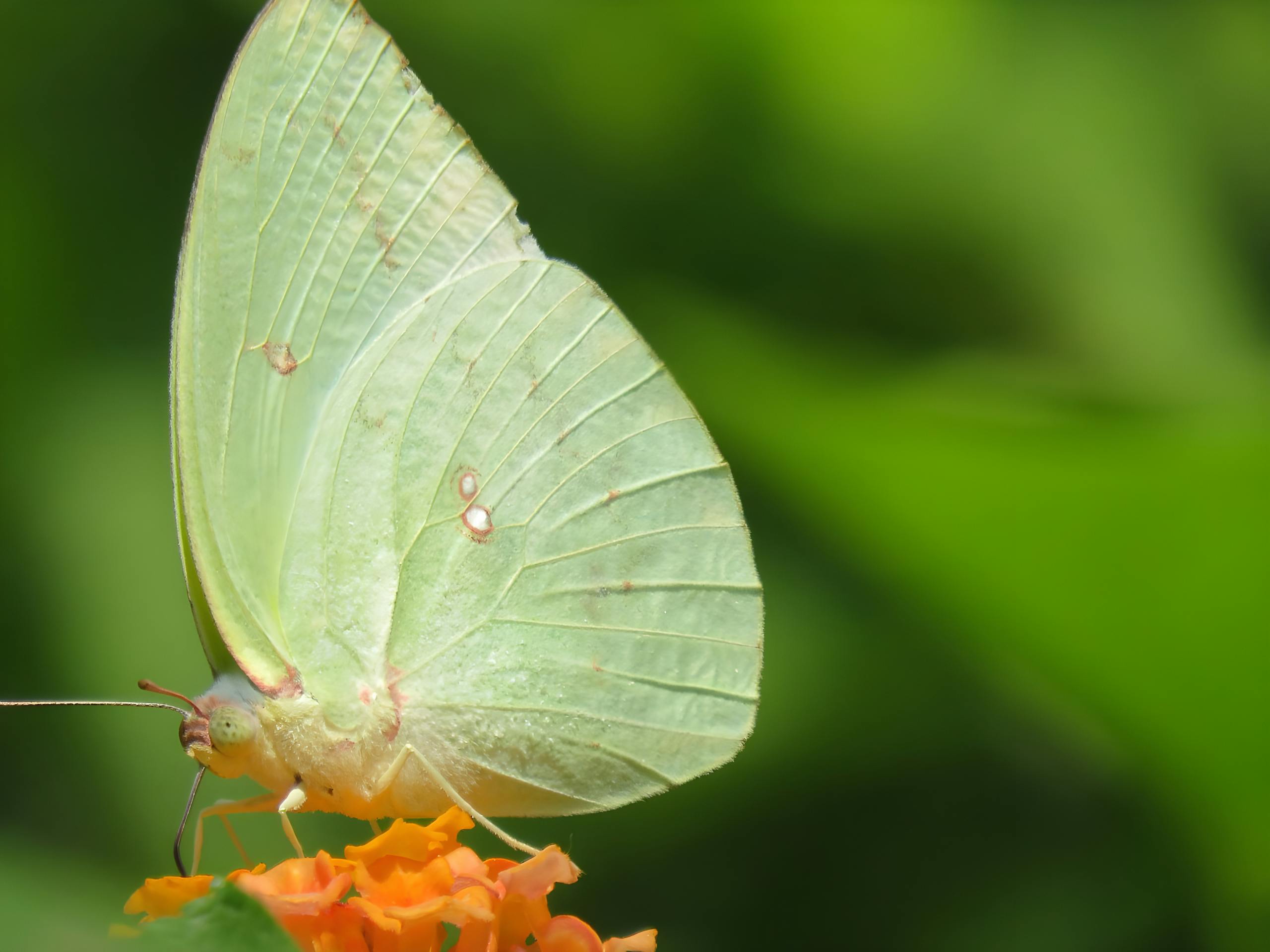 Group Butterfly Wallpaper 4k Photos, Download The BEST Free Group ...