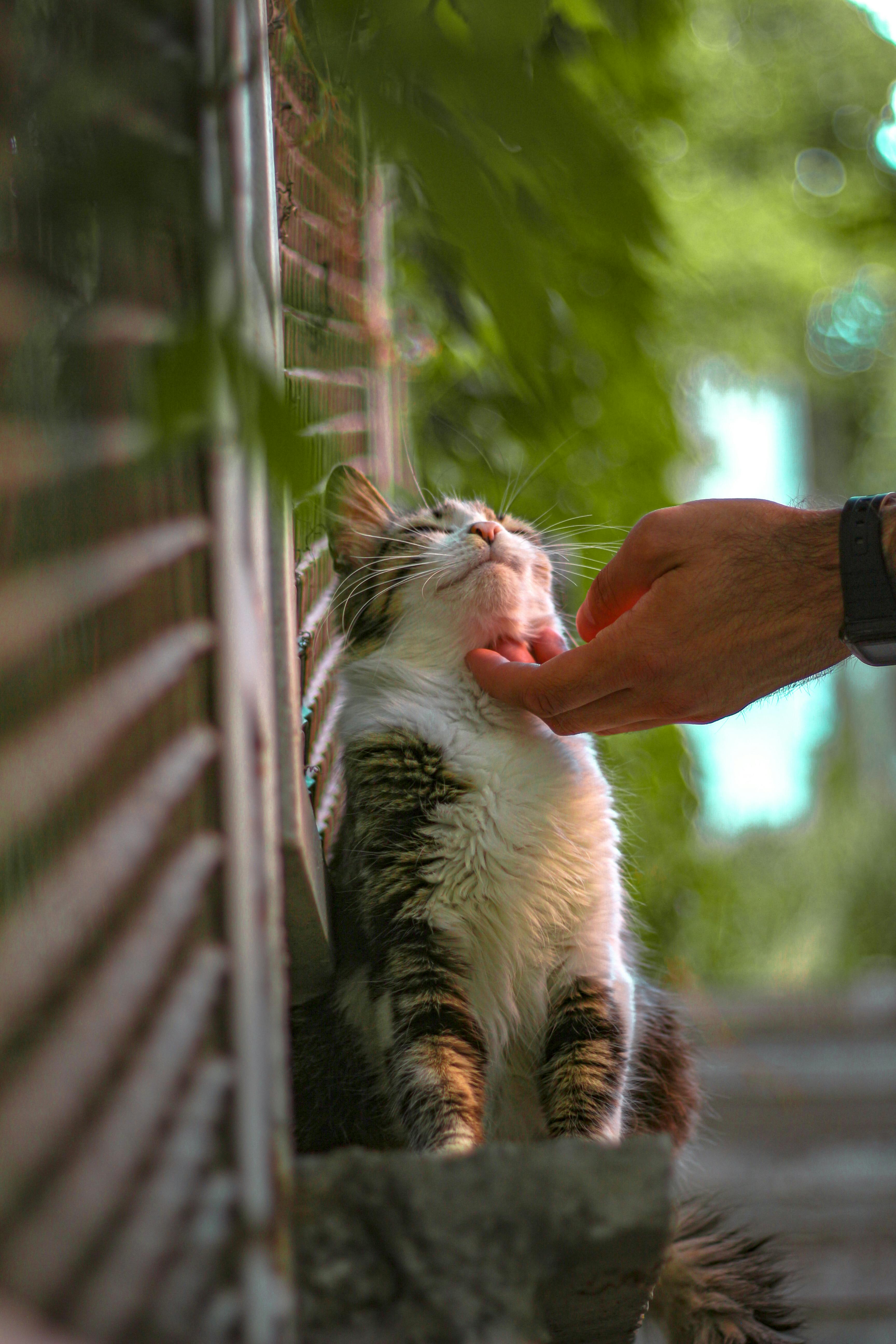 Hand Patting Cat · Free Stock Photo