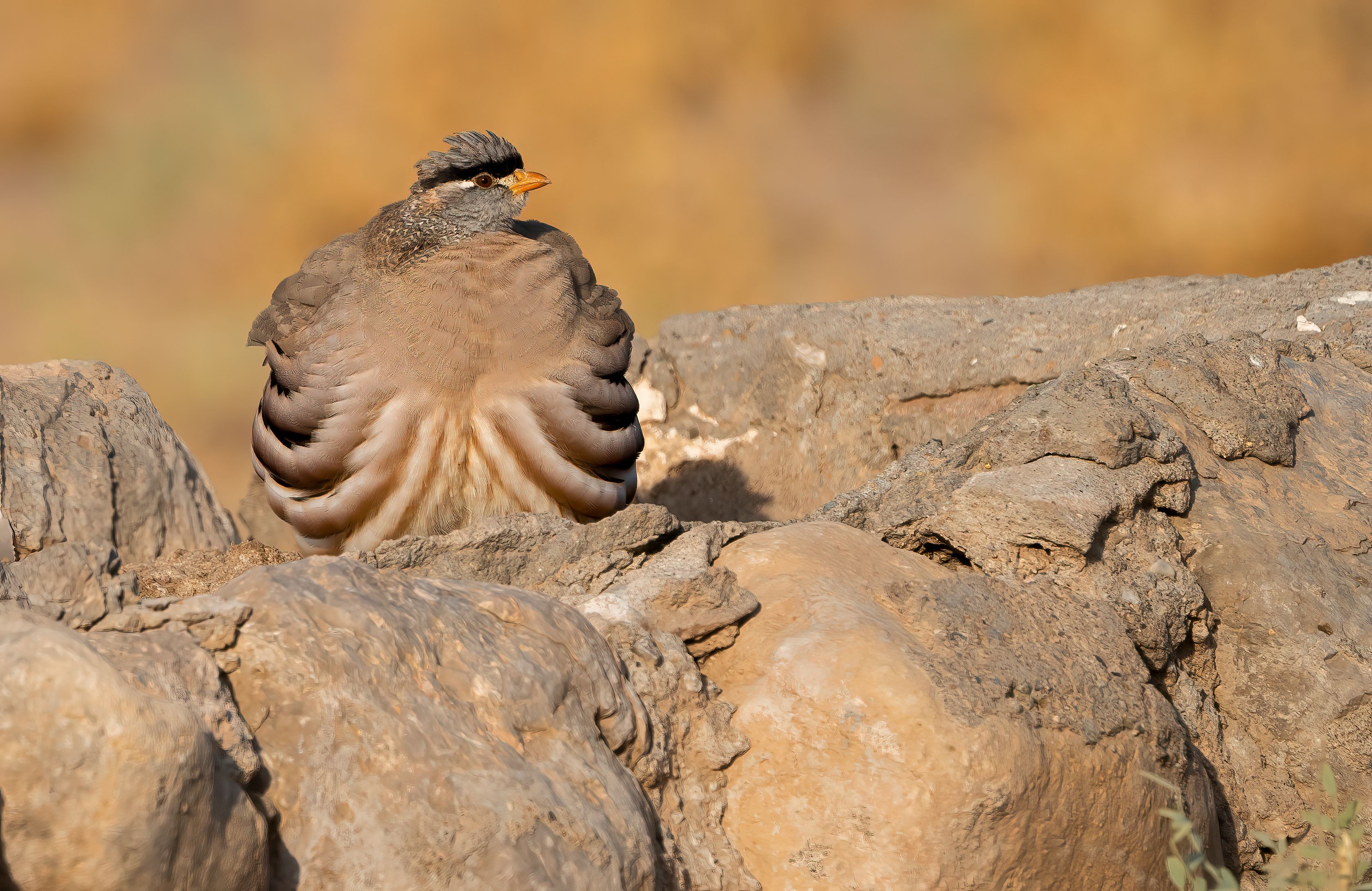 Photo gratuite de ammoperdix griseogularis, aviaire, cadre extérieur ...