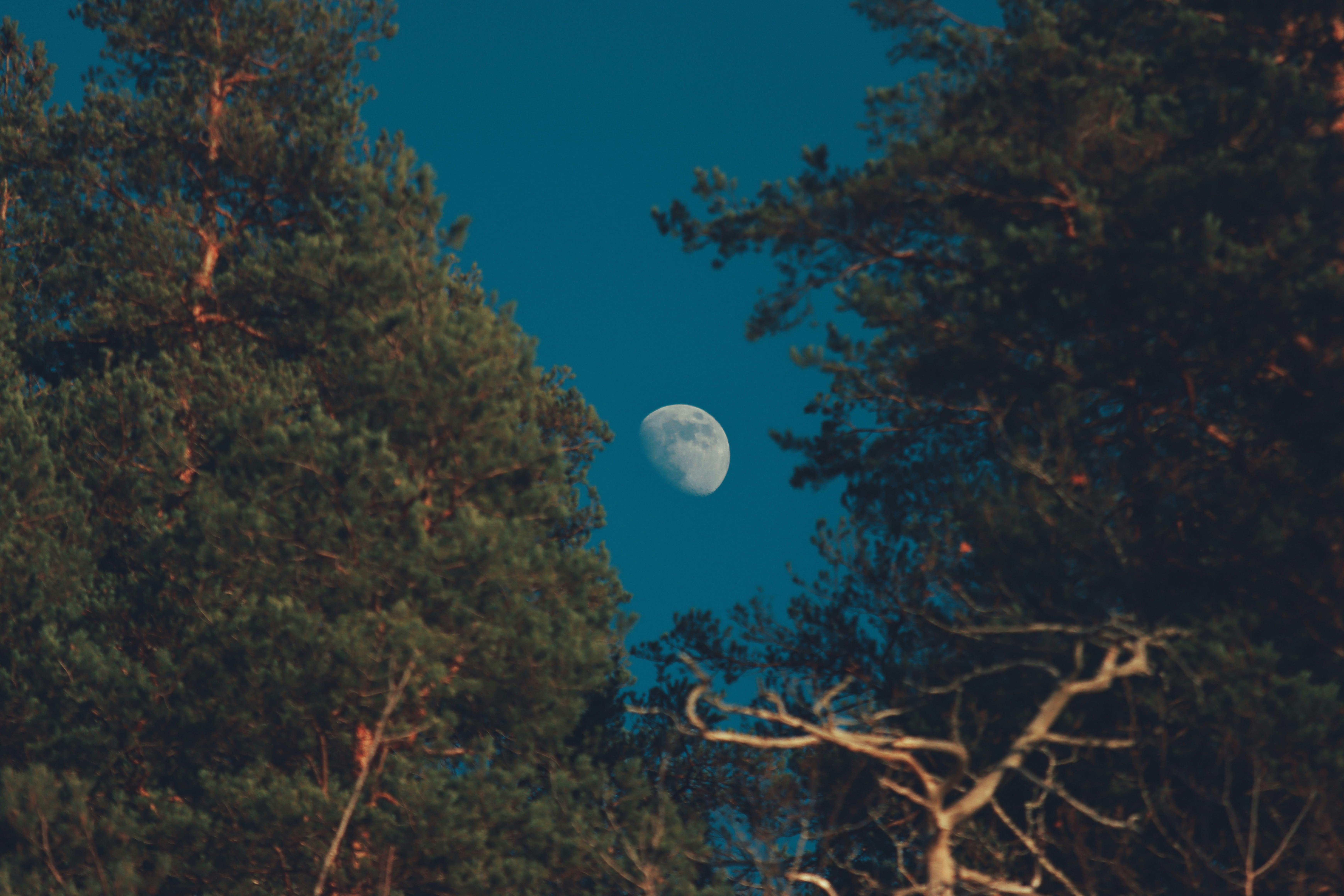 The moon is seen through the trees in this photo · Free Stock Photo