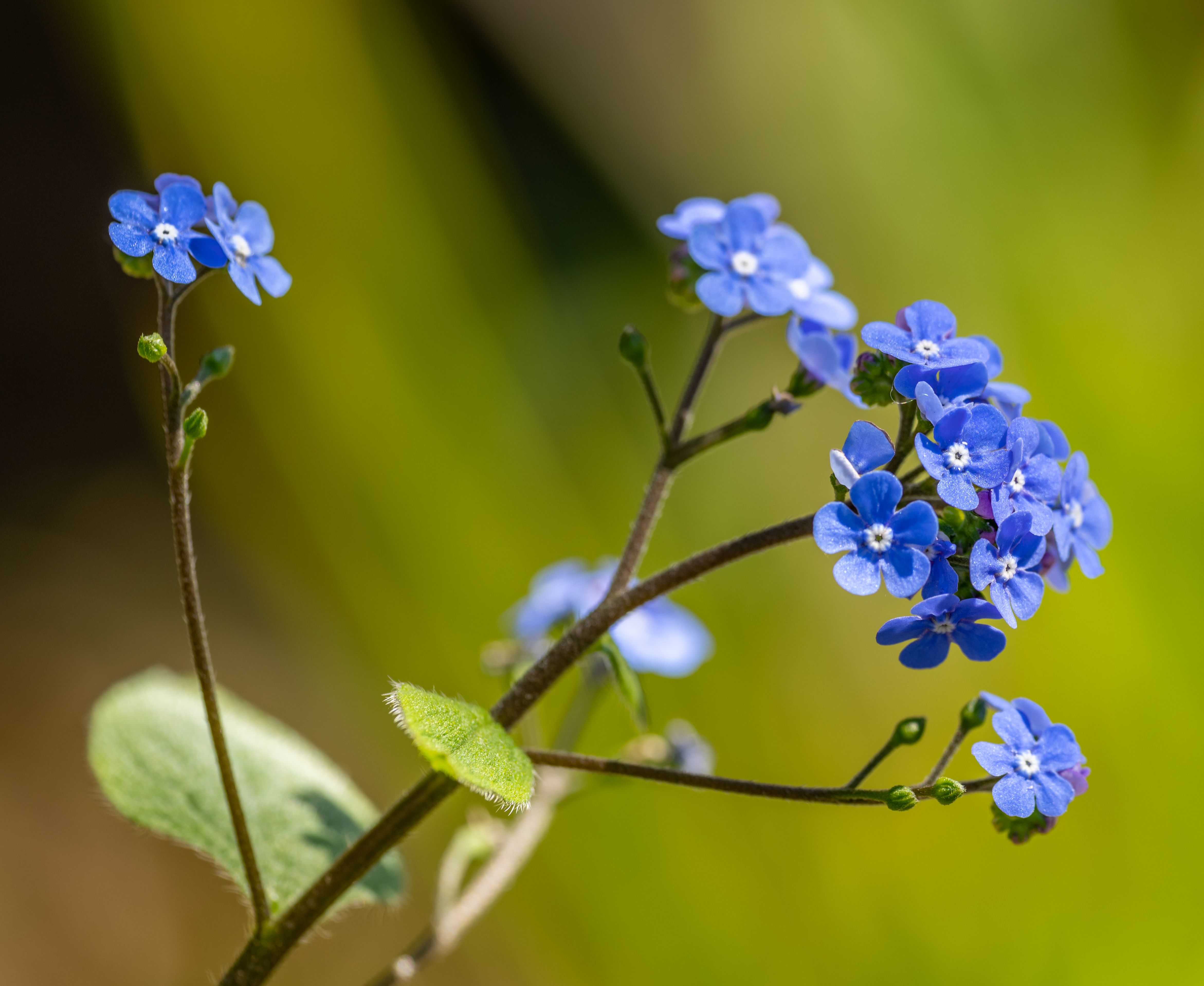 Blooming forget me not flowers in garden · Free Stock Photo