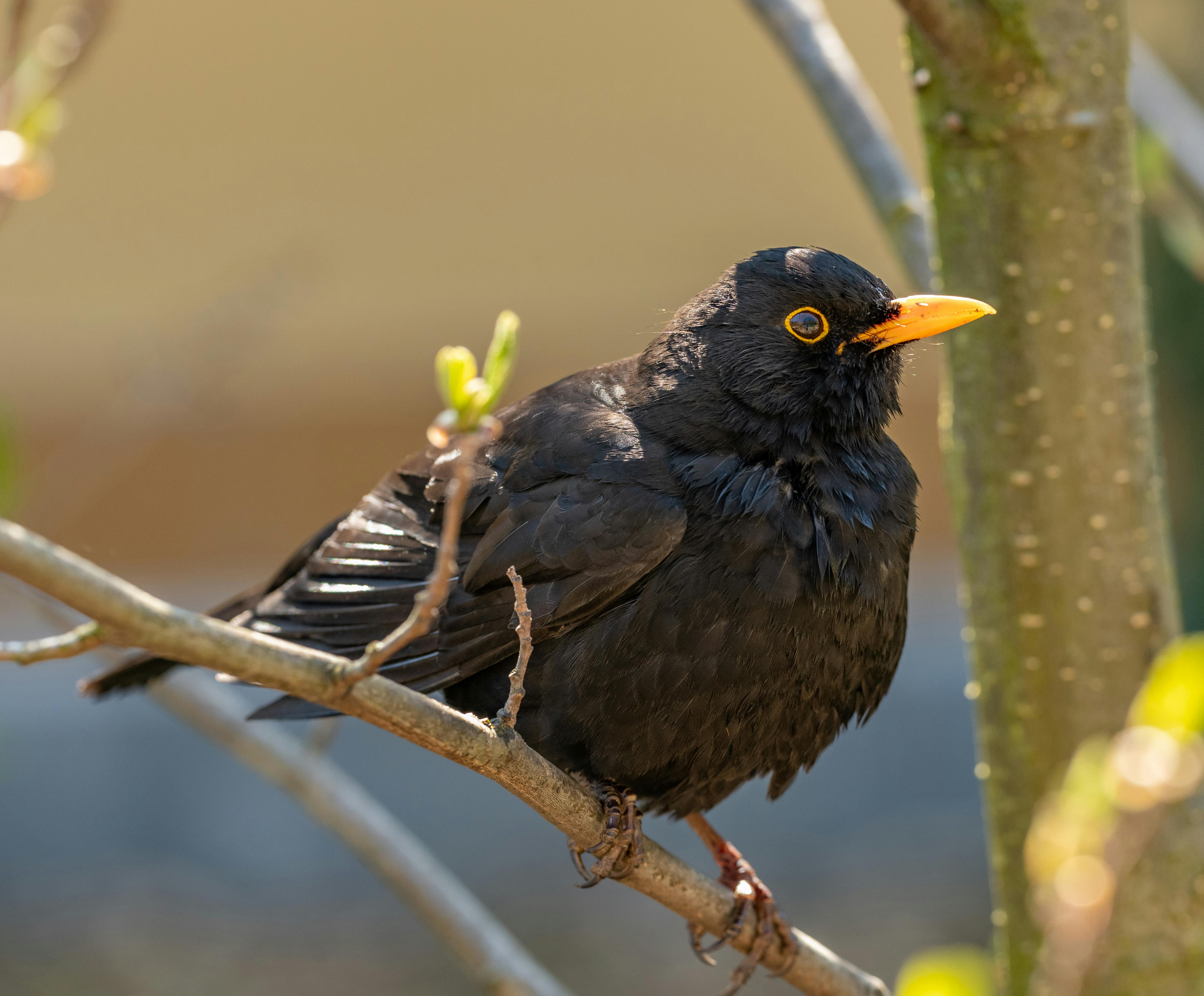 Blackbird Animated Photos, Download The BEST Free Blackbird Animated ...