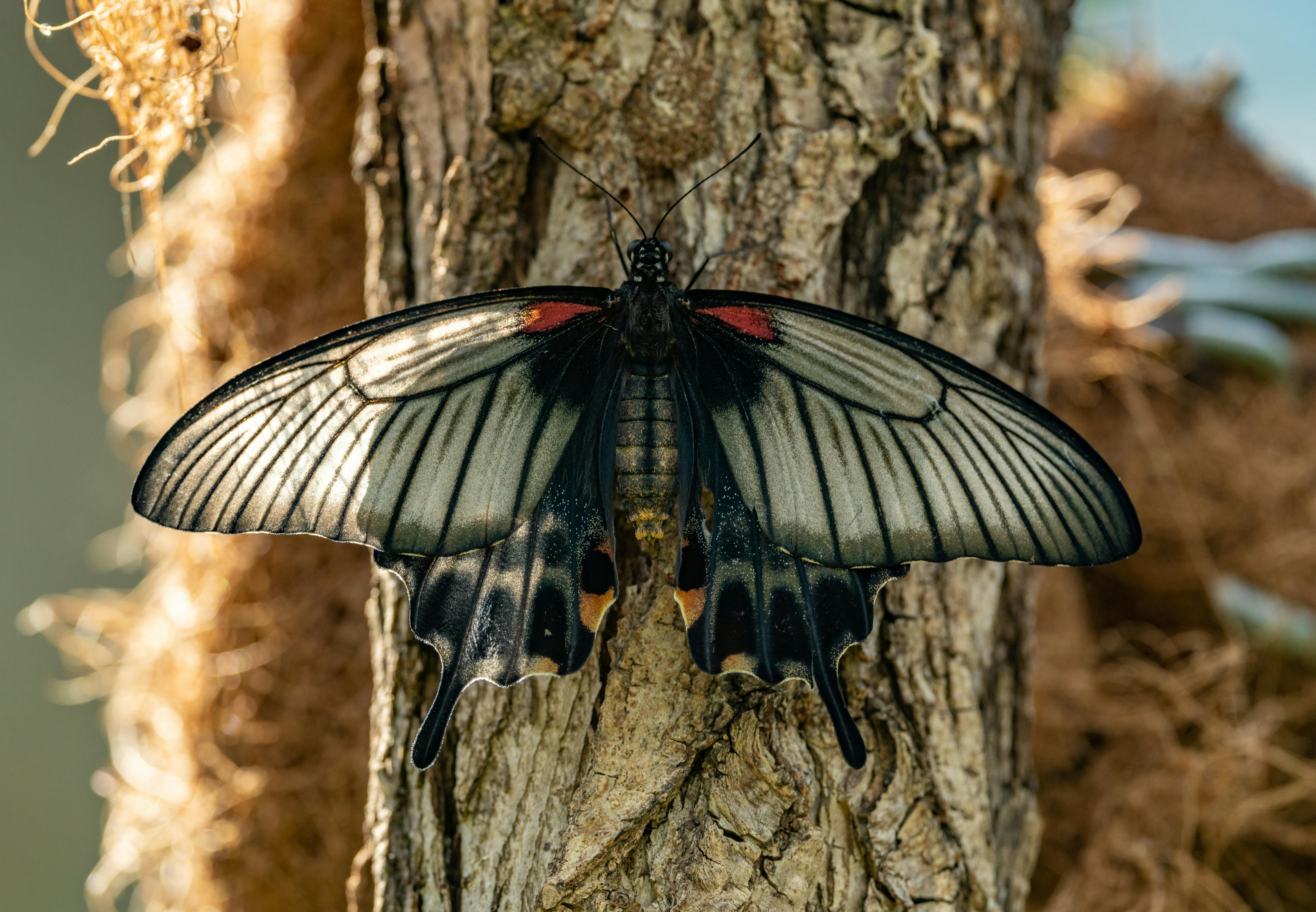 An Exotic Moth on a Tree · Free Stock Photo
