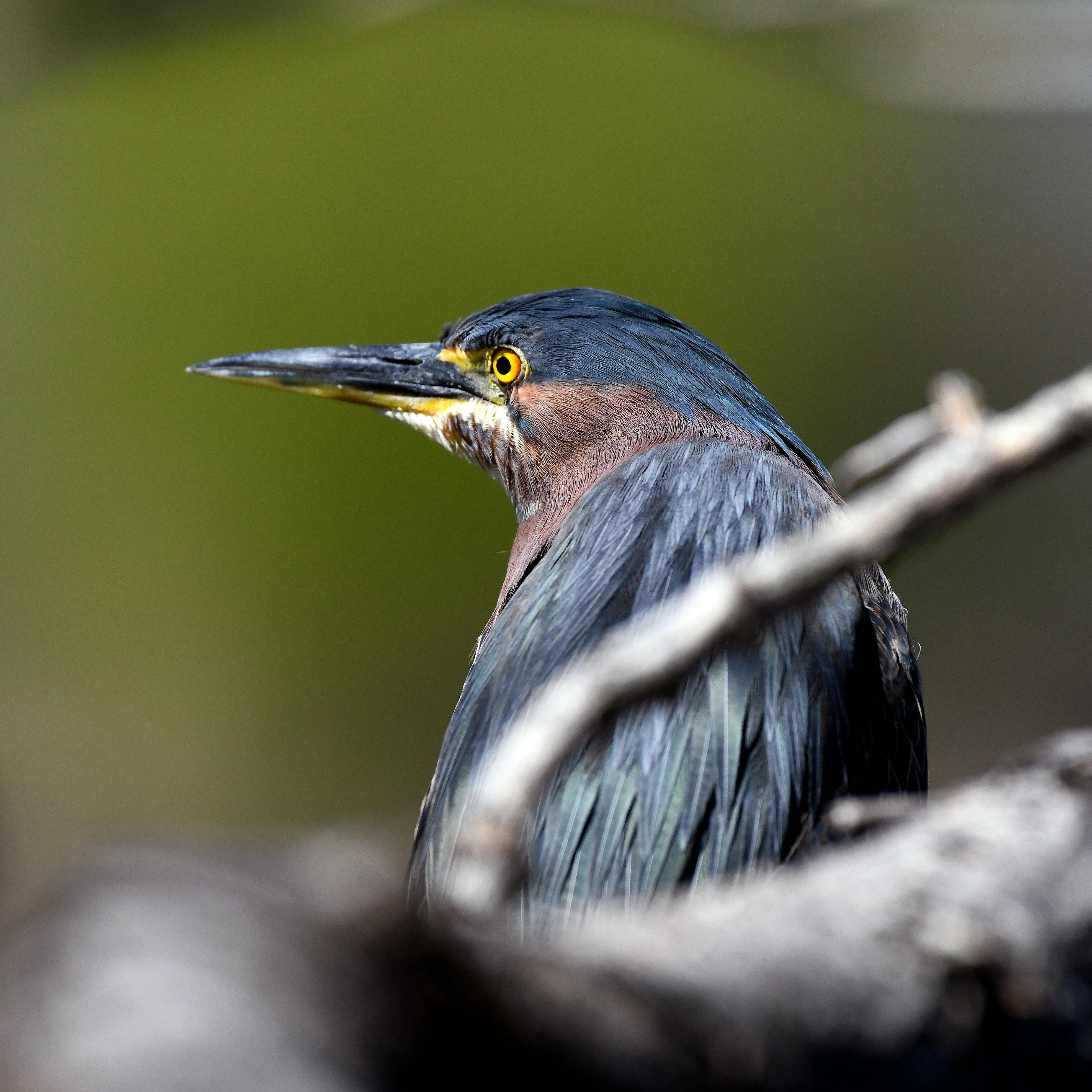 Portrait of Parrot · Free Stock Photo