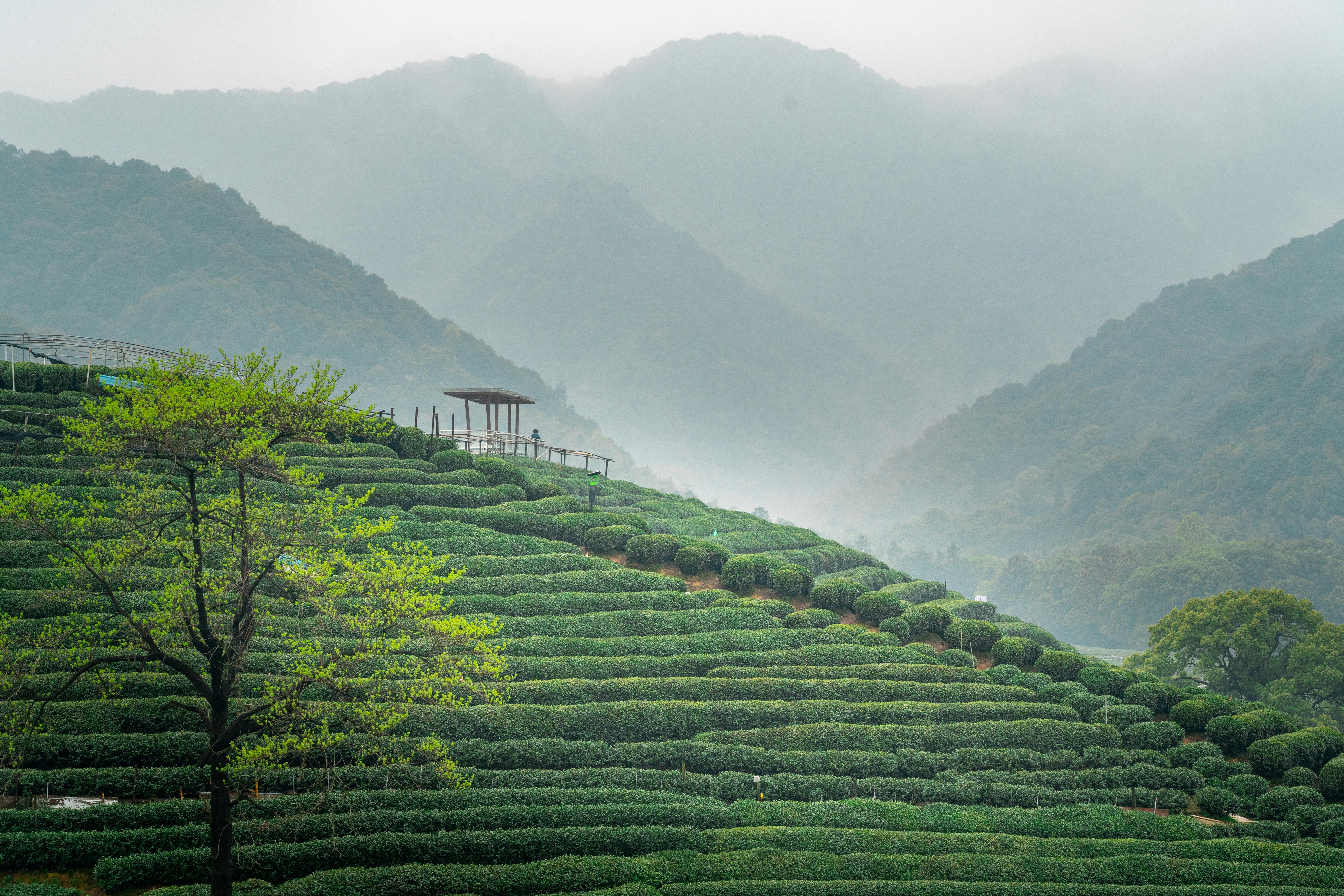 Longjing (dragon well) green tea farm · Free Stock Photo