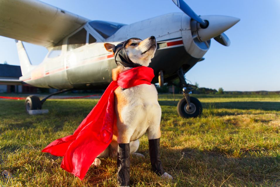 Airport Security: Role of a Drug Dog at Airport Explained