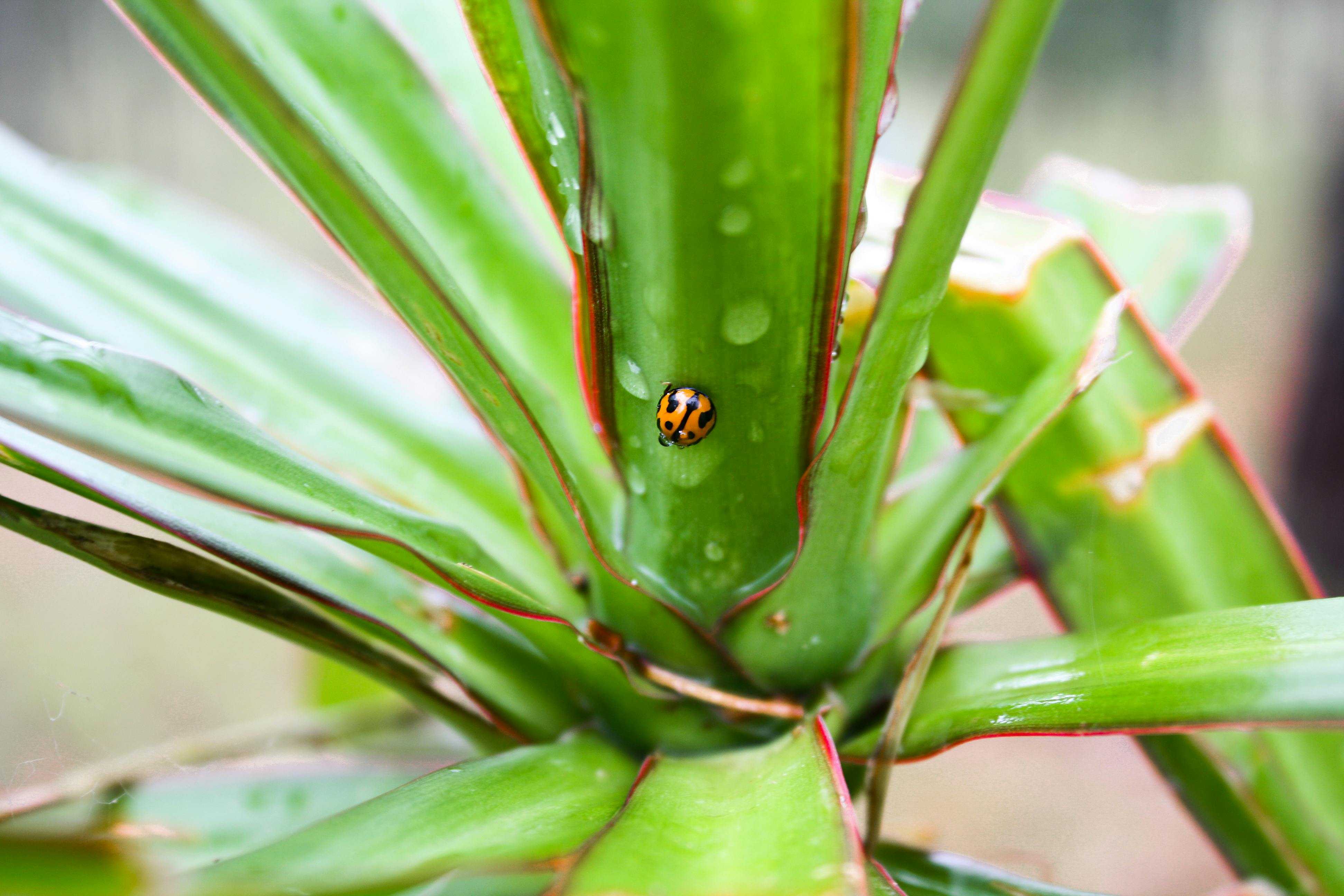 Triumph Success - Photography