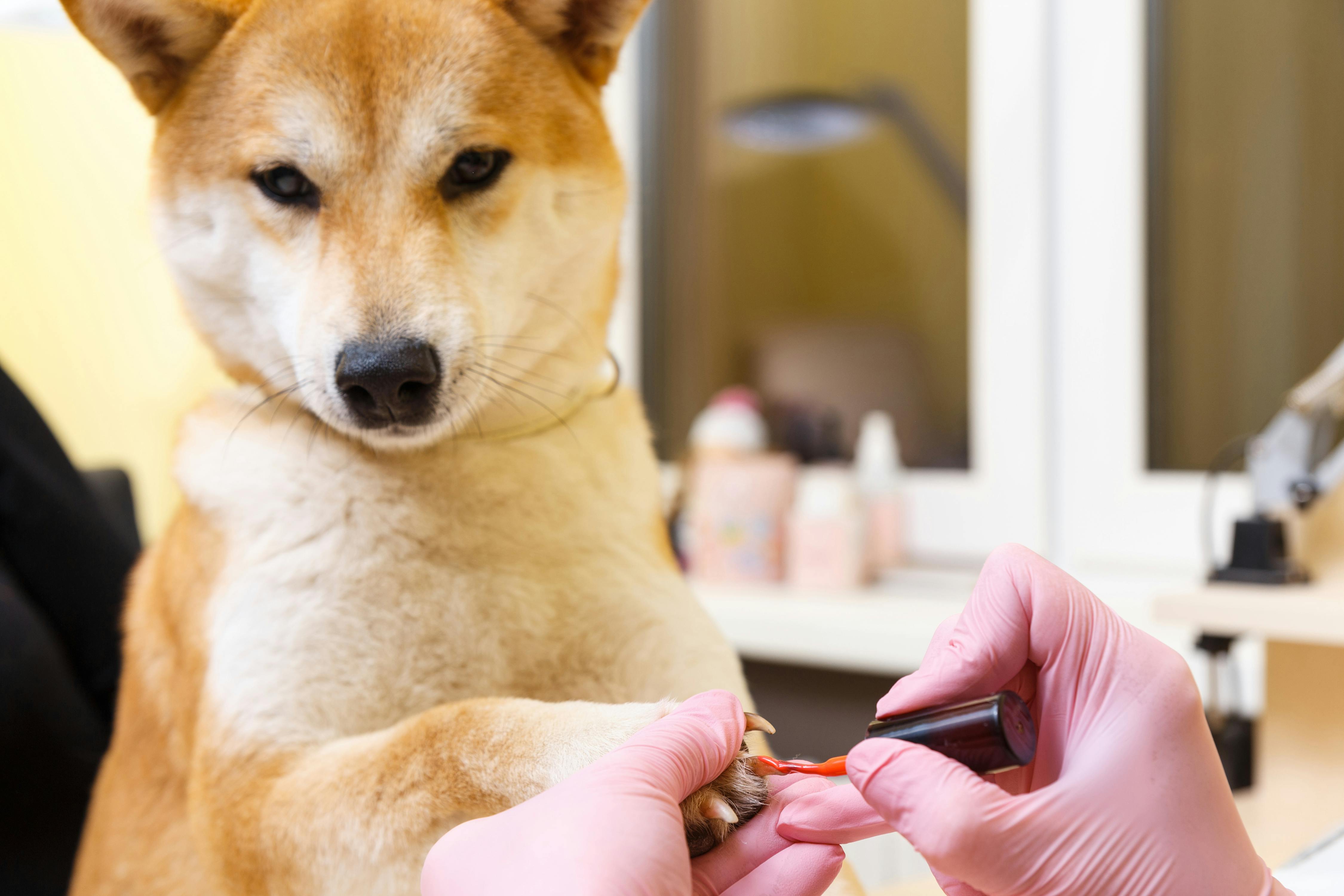 Shiba Inu dog an appointment at the beautician in a beauty salon. Close ...