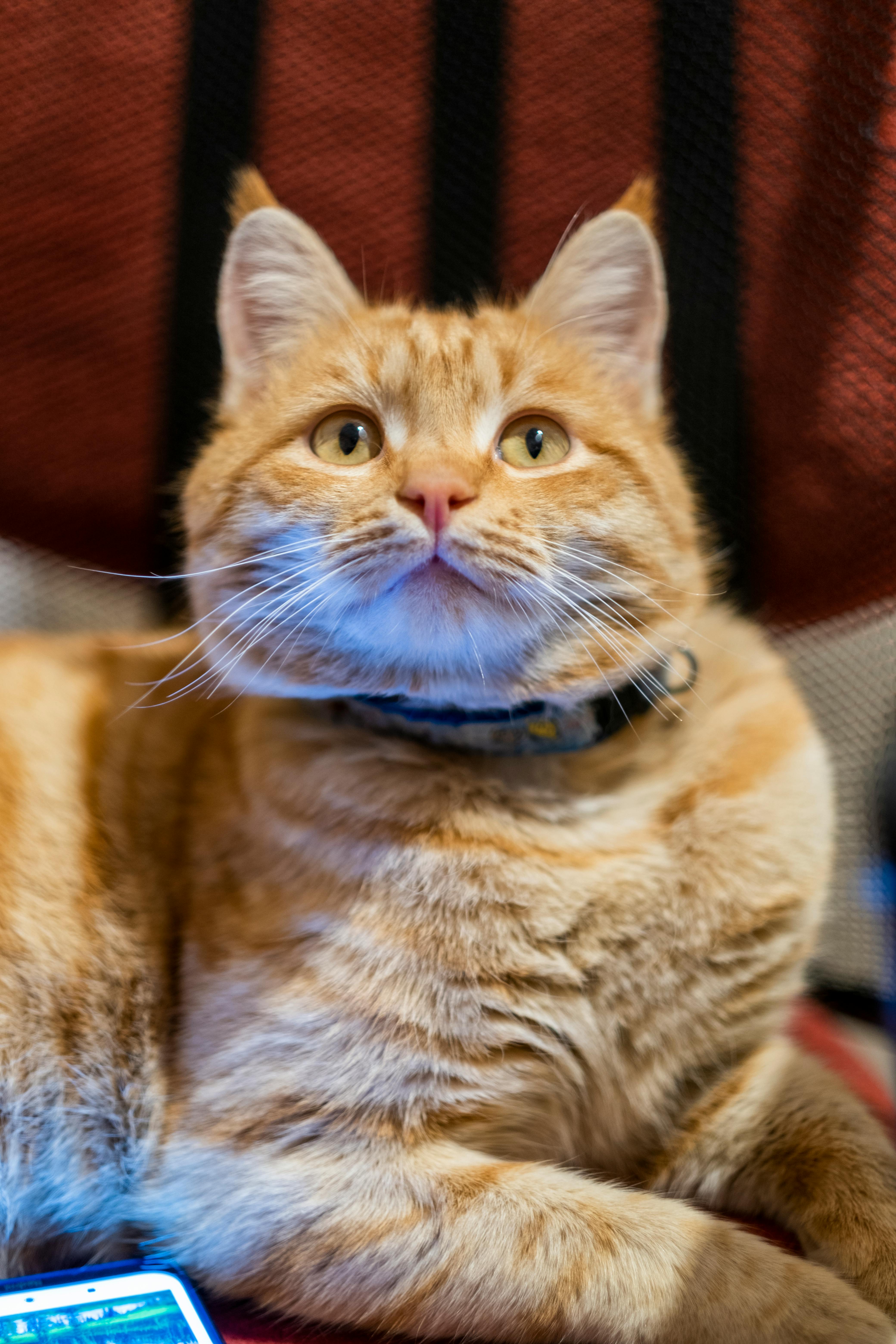 Parrot and Cat on a Sofa Backrest · Free Stock Photo