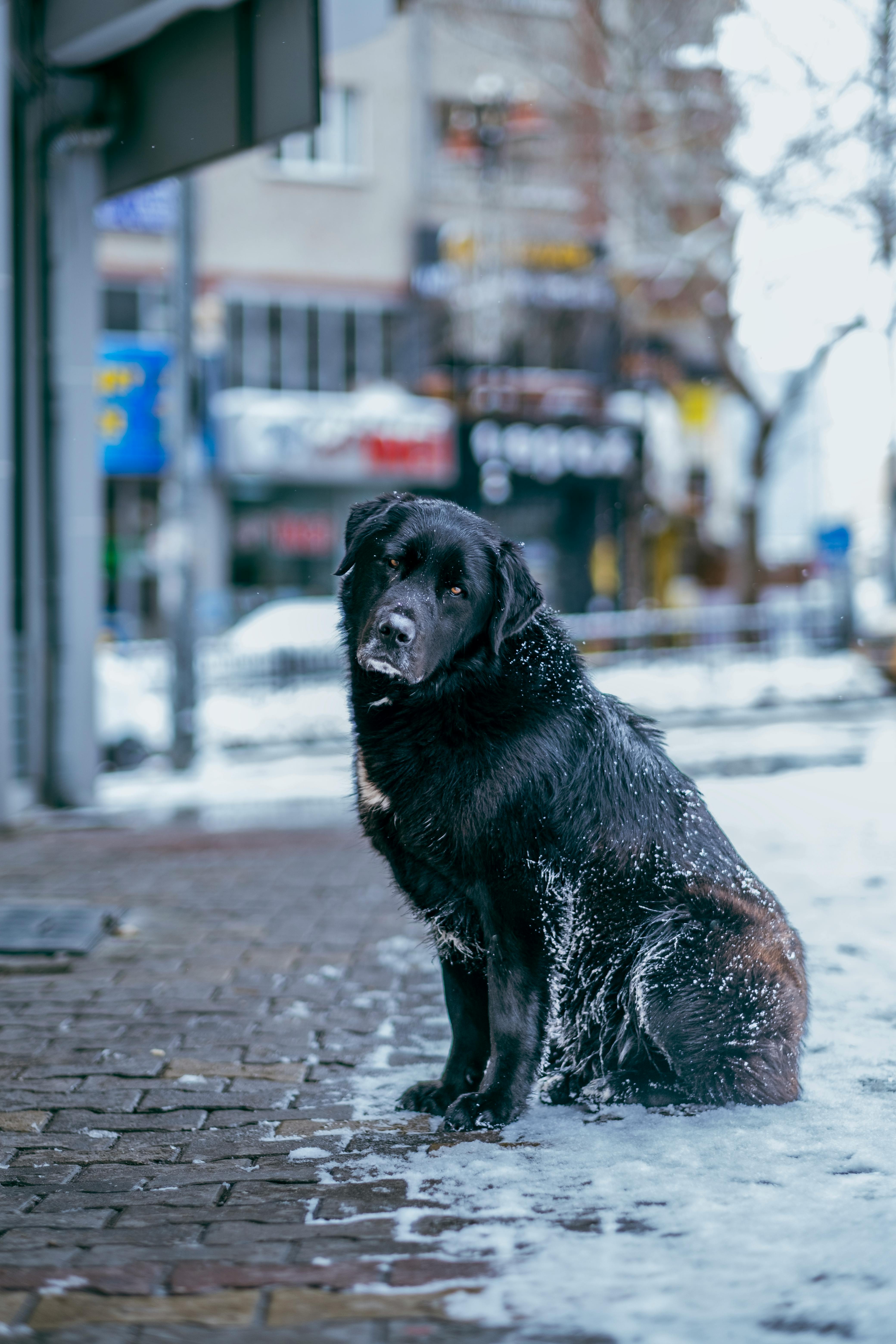 Free Dog Photos, Download The BEST Free Free Dog Stock Photos & HD Images