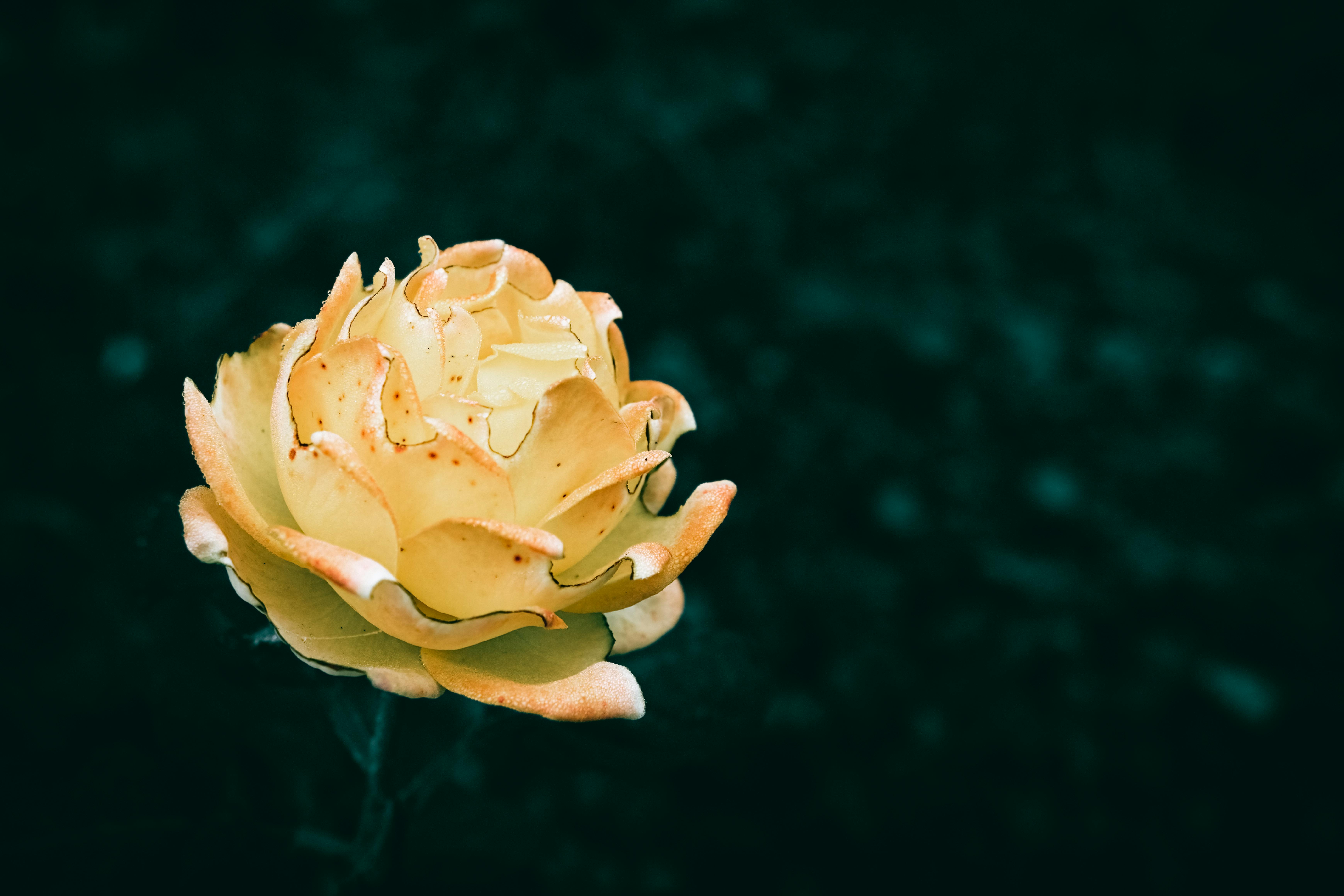 Diffused Flower Backgrounds Photos, Download The BEST Free Diffused ...