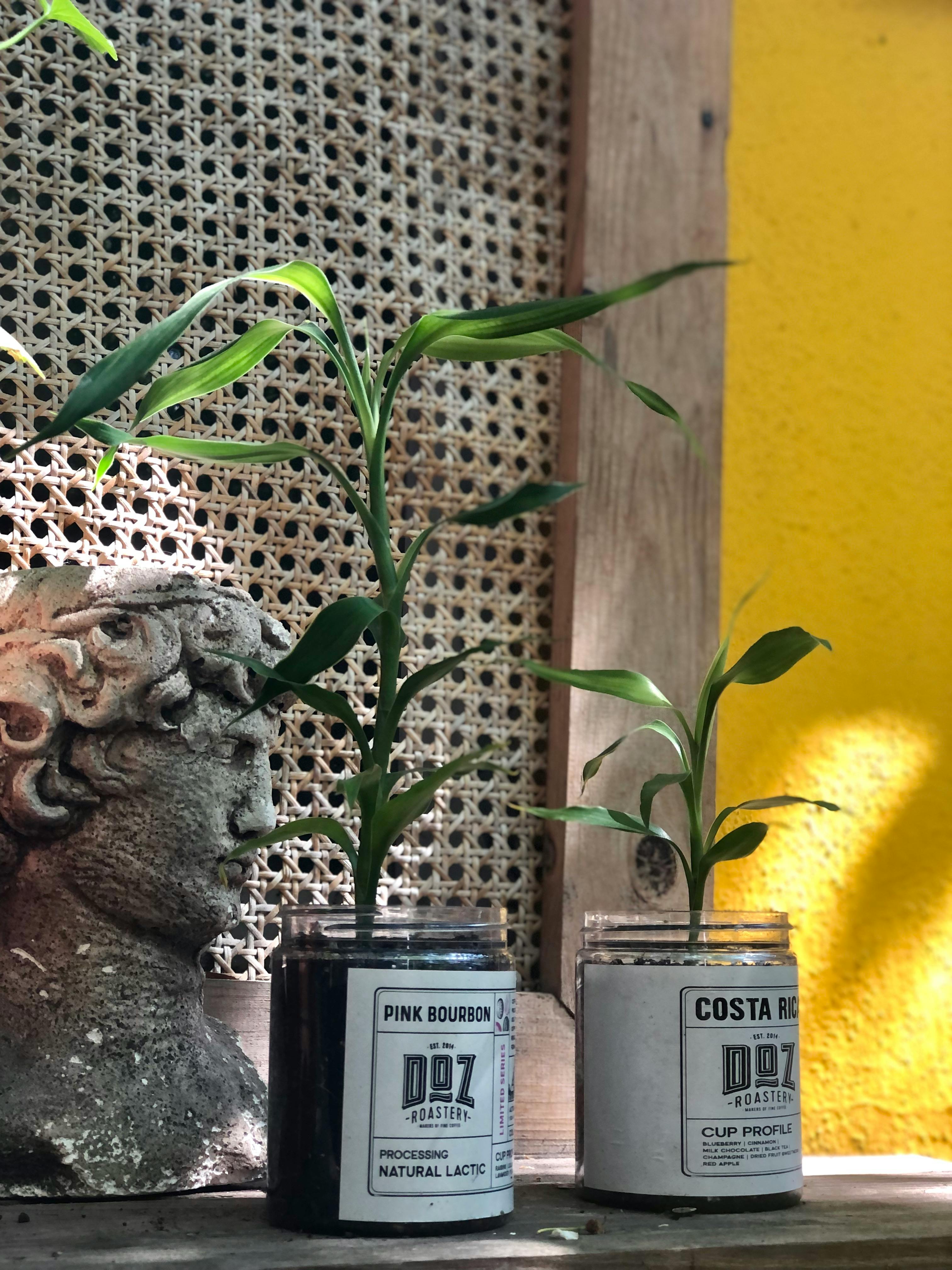 Close up of Watering Plant in Jar · Free Stock Photo