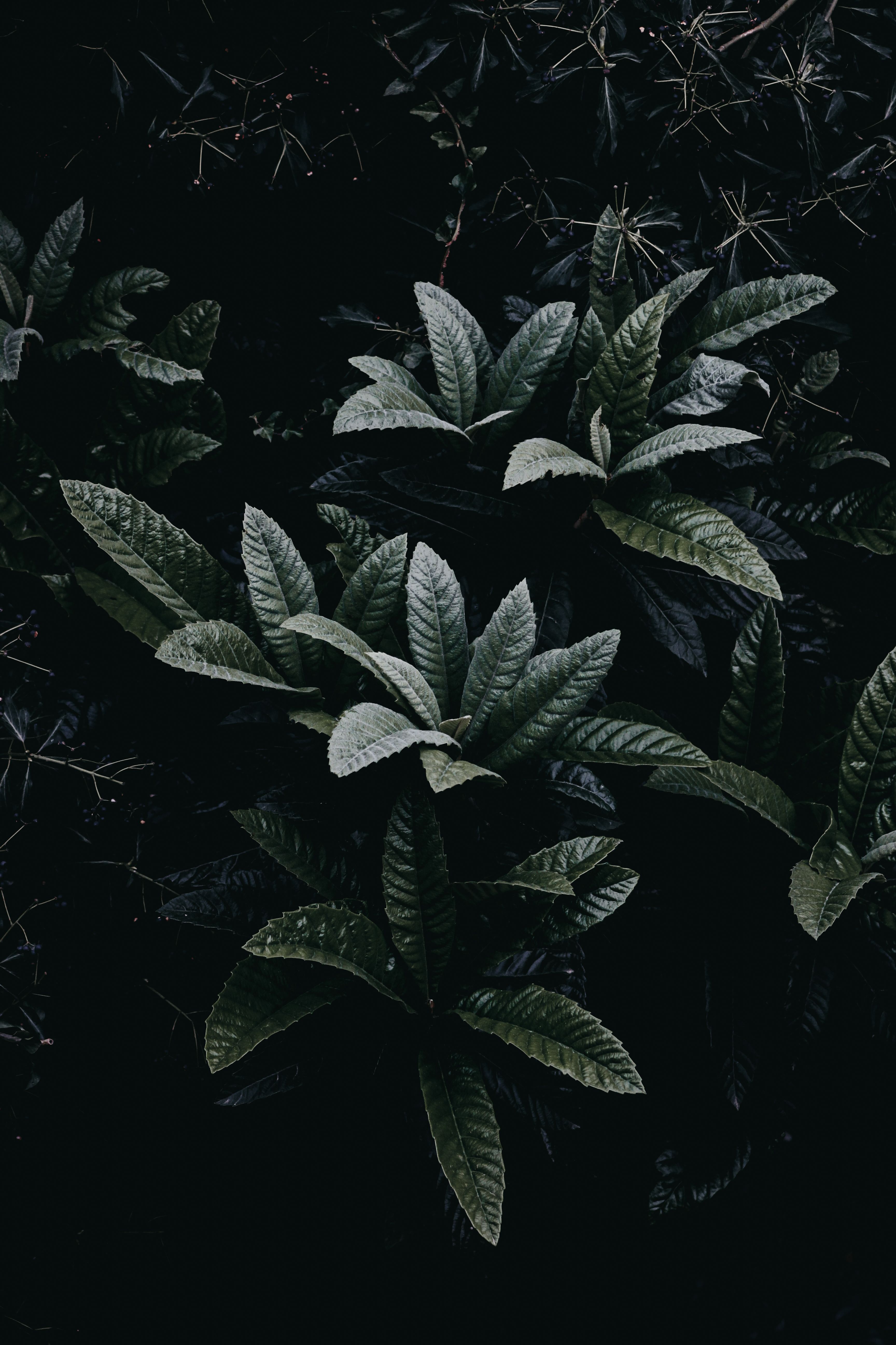Plants Dark Green Leaves Photos, Download The BEST Free Plants Dark ...
