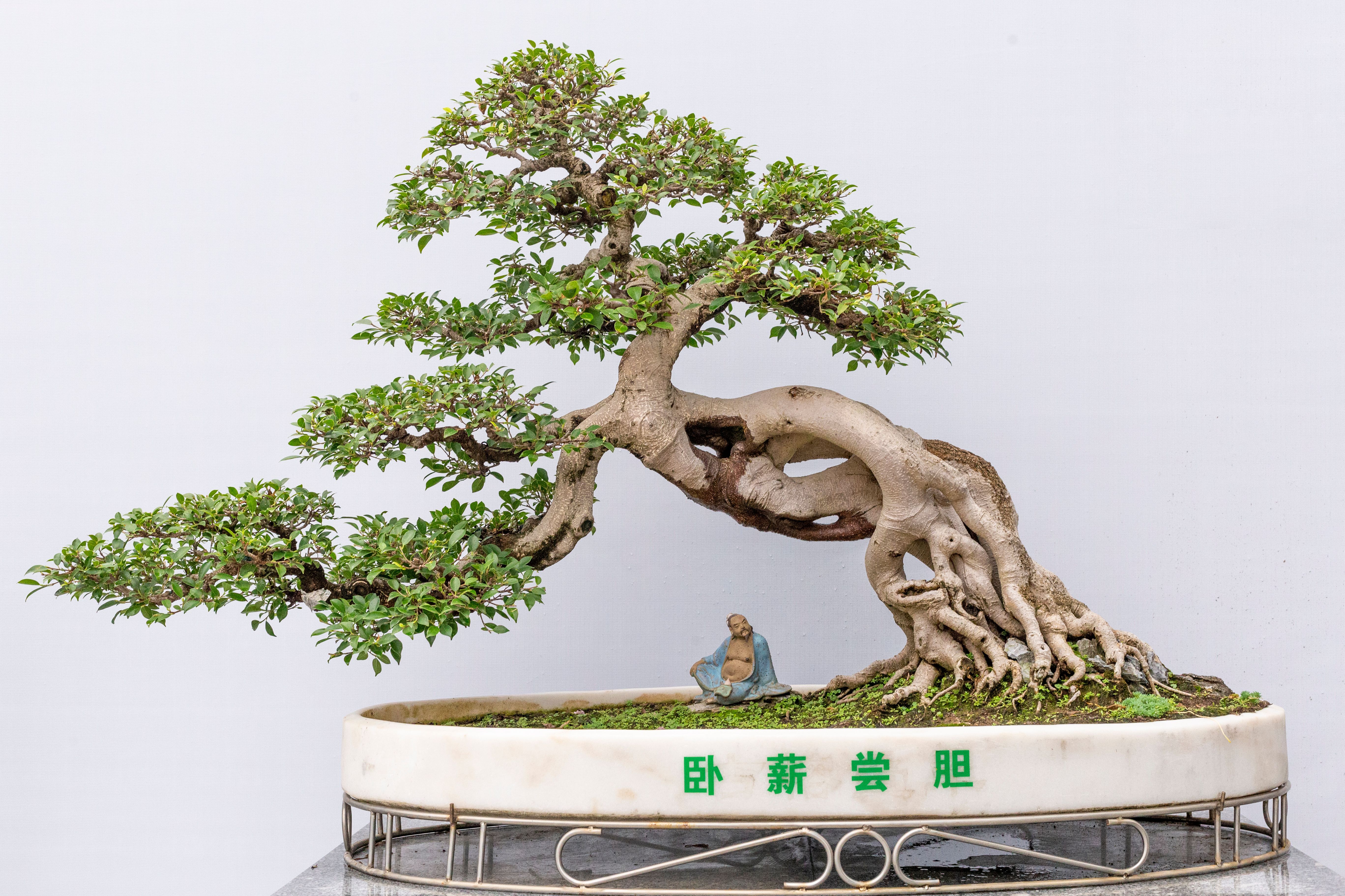 A Bonsai Tree with a Small Figurine in the Pot · Free Stock Photo