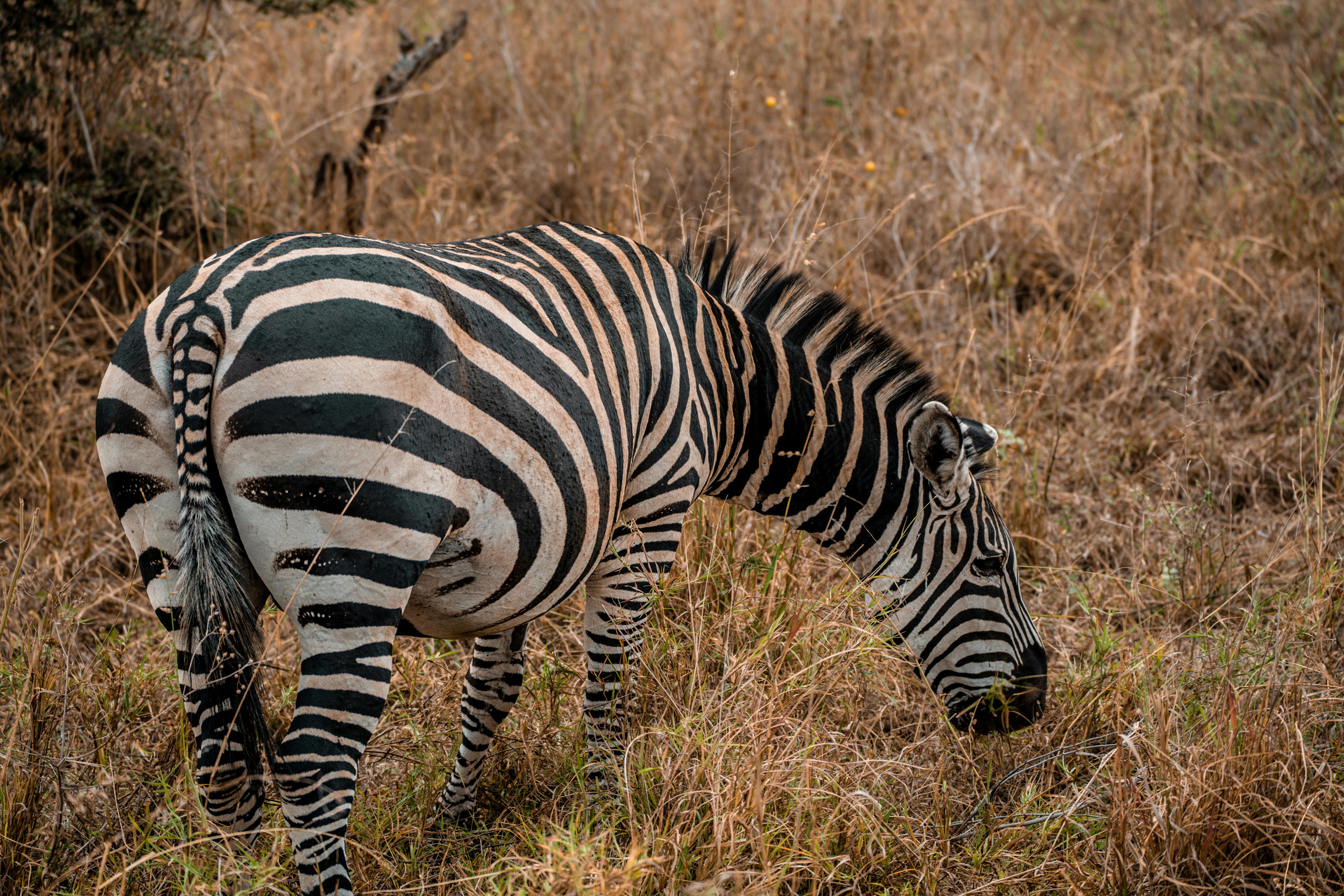 Zebra in Nature · Free Stock Photo