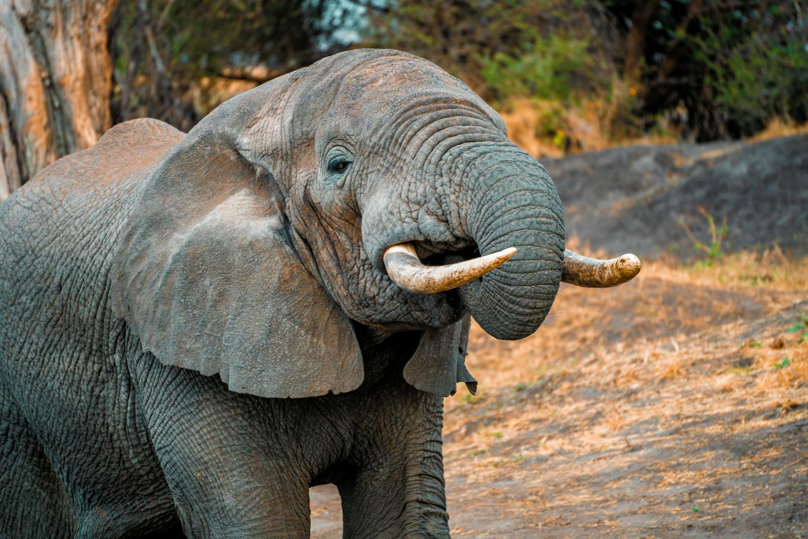 8k Elephant Wallpaper Photos, Download The BEST Free 8k Elephant ...