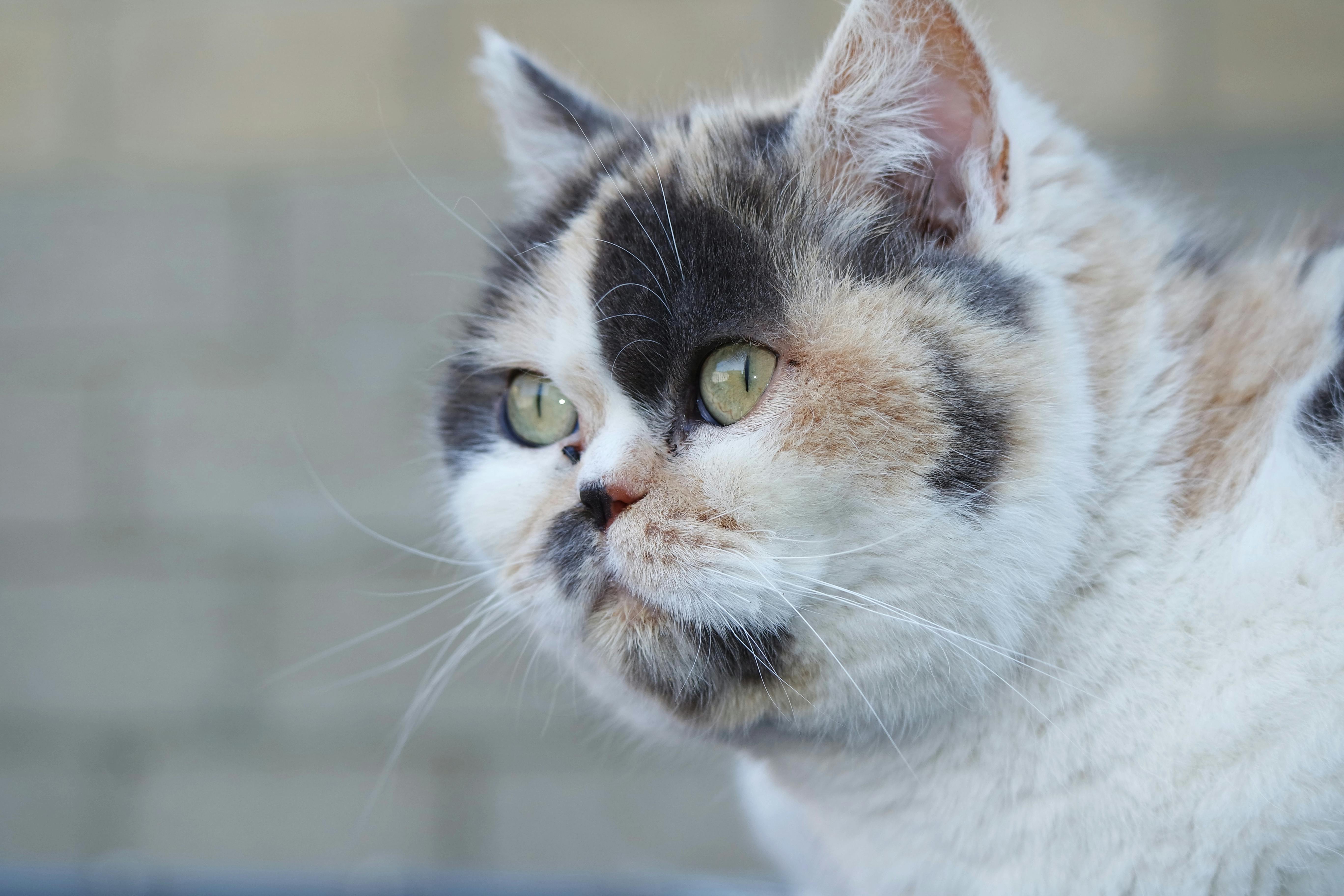 Vip Furry Photos, Download The BEST Free Vip Furry Stock Photos & HD Images