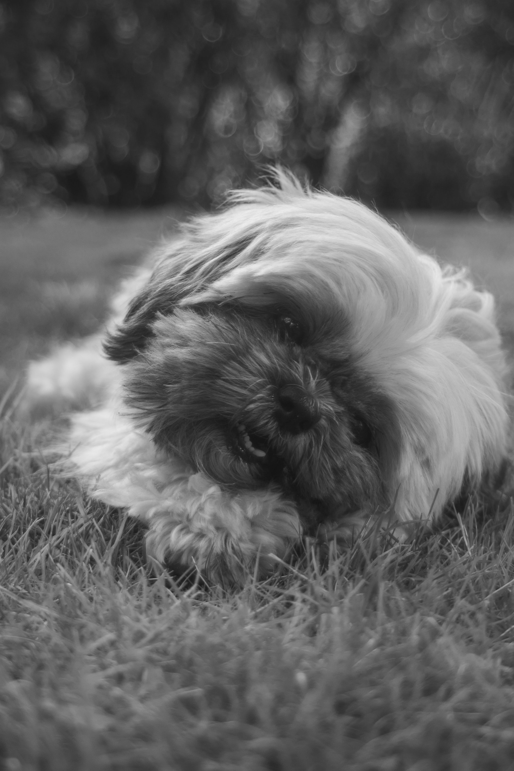 Territorial Dog Photos, Download The BEST Free Territorial Dog Stock ...