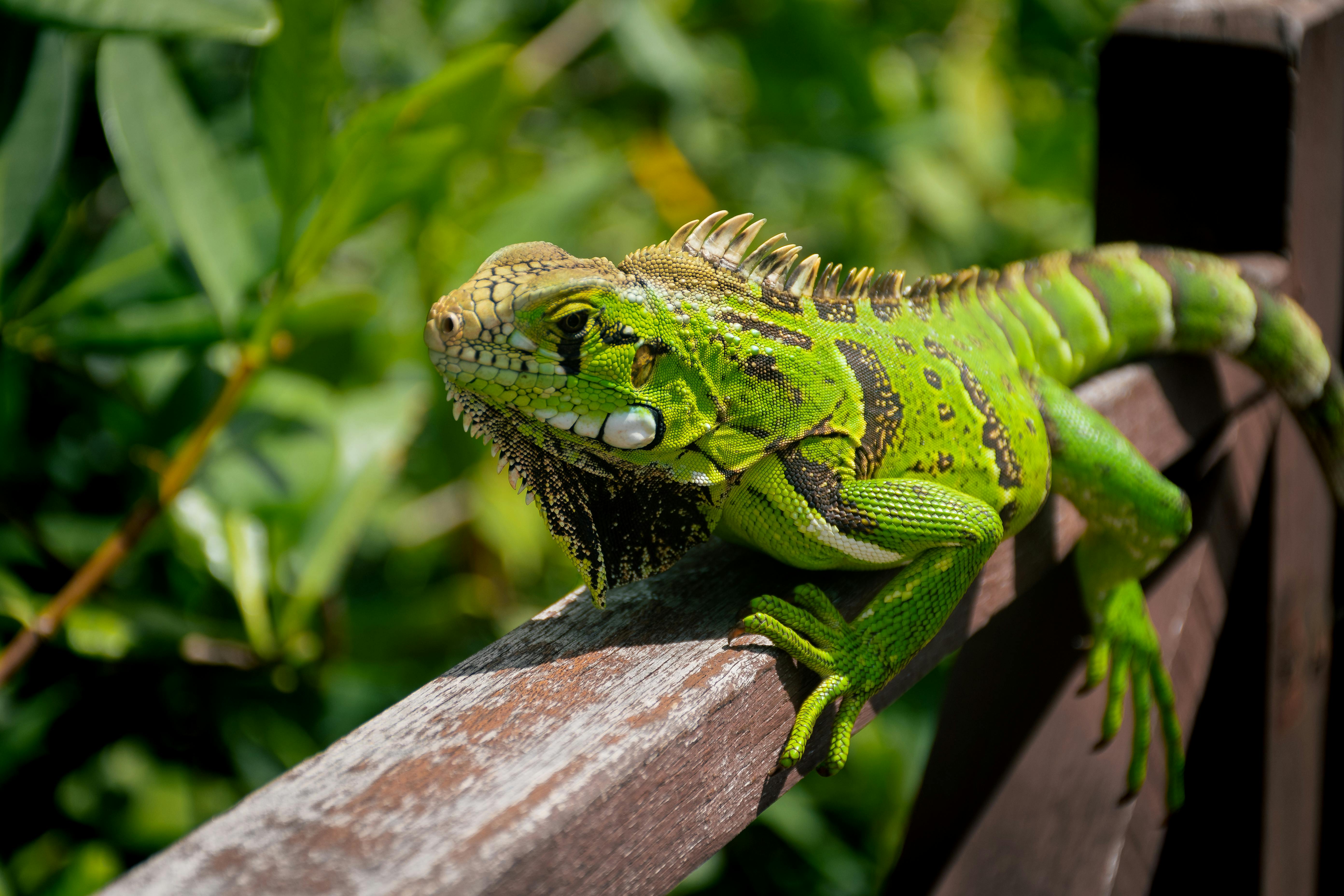 Macro Photography Of Green Lizard · Free Stock Photo