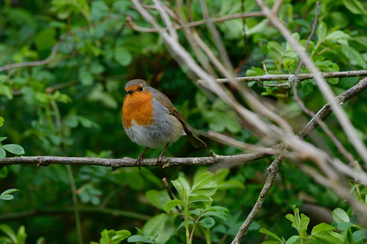 Robin Bird Photos, Download The BEST Free Robin Bird Stock Photos & HD ...