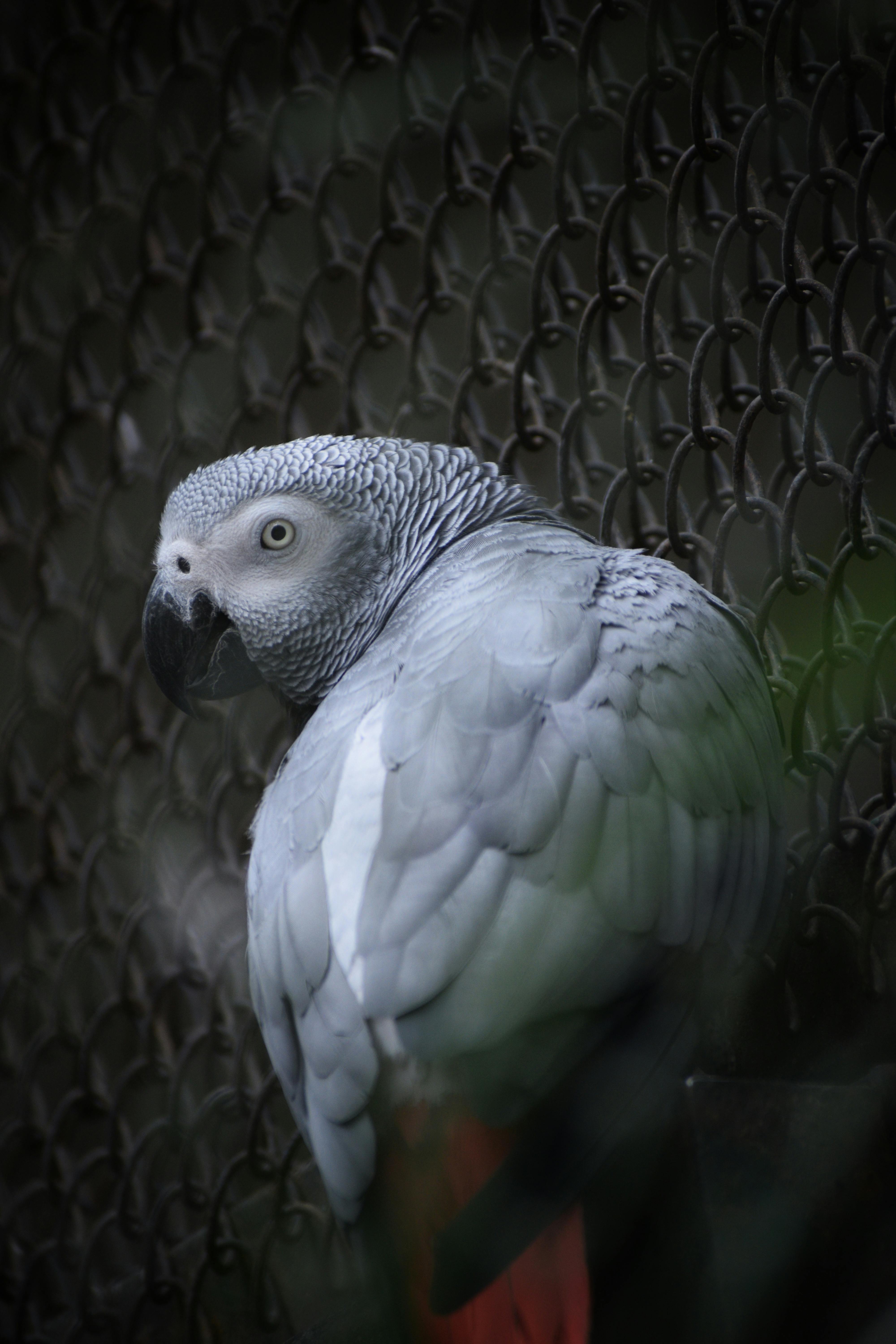 Grayscale Photography of African Grey Parrot · Free Stock Photo