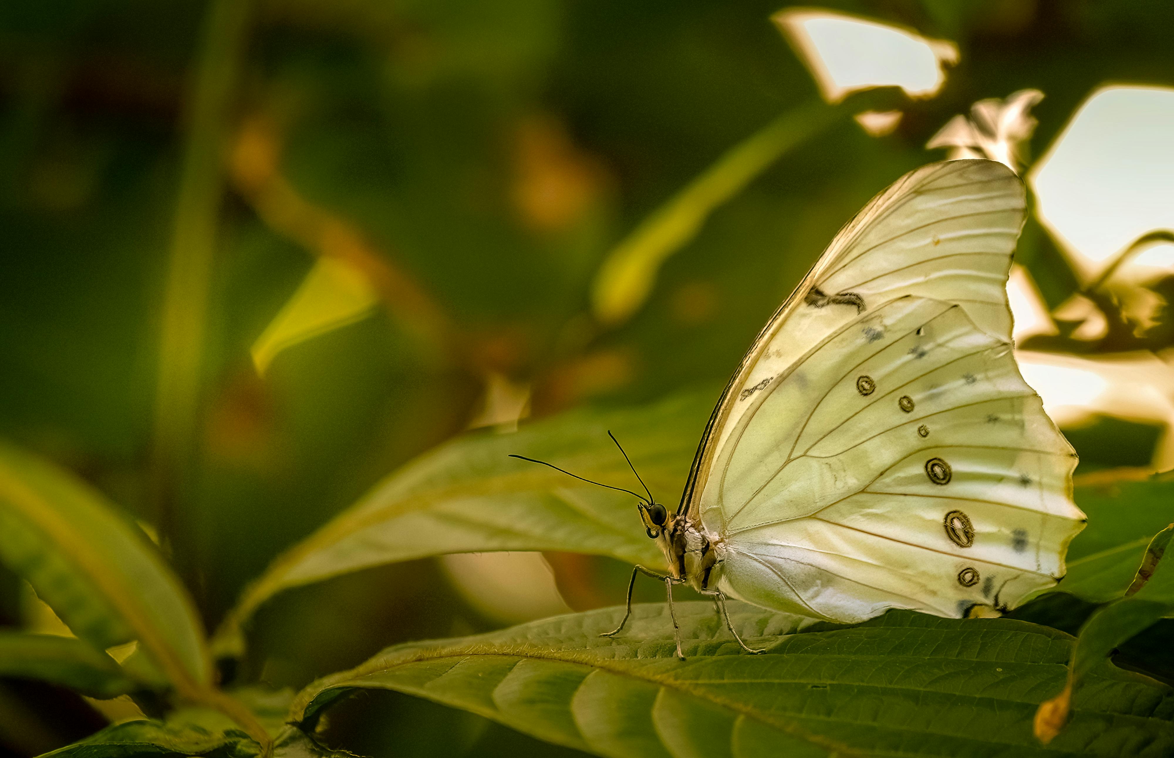 Flutter of Butterflies on Rock · Free Stock Photo