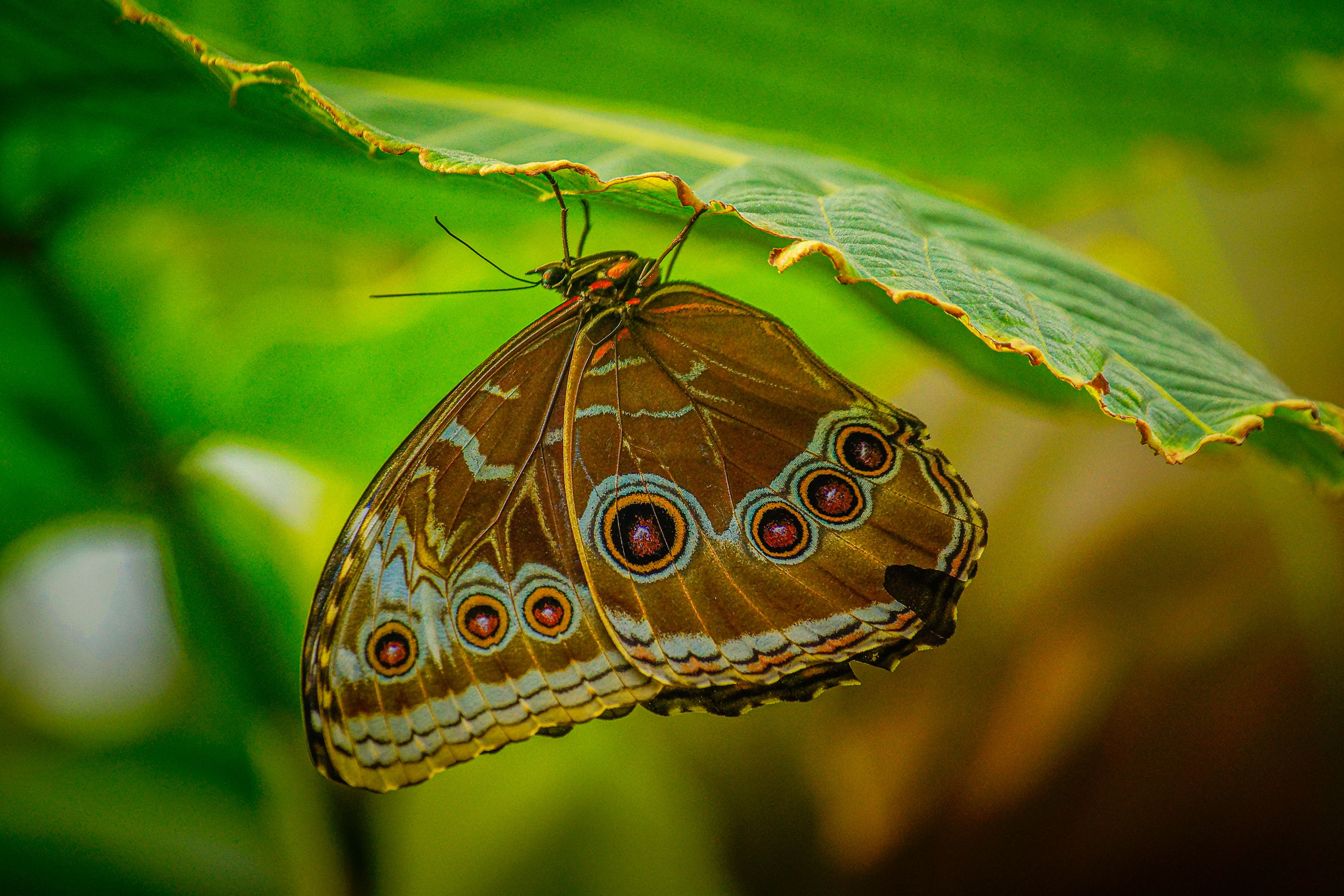 Foto de stock gratuita sobre asas de inseto, belleza en la naturaleza ...